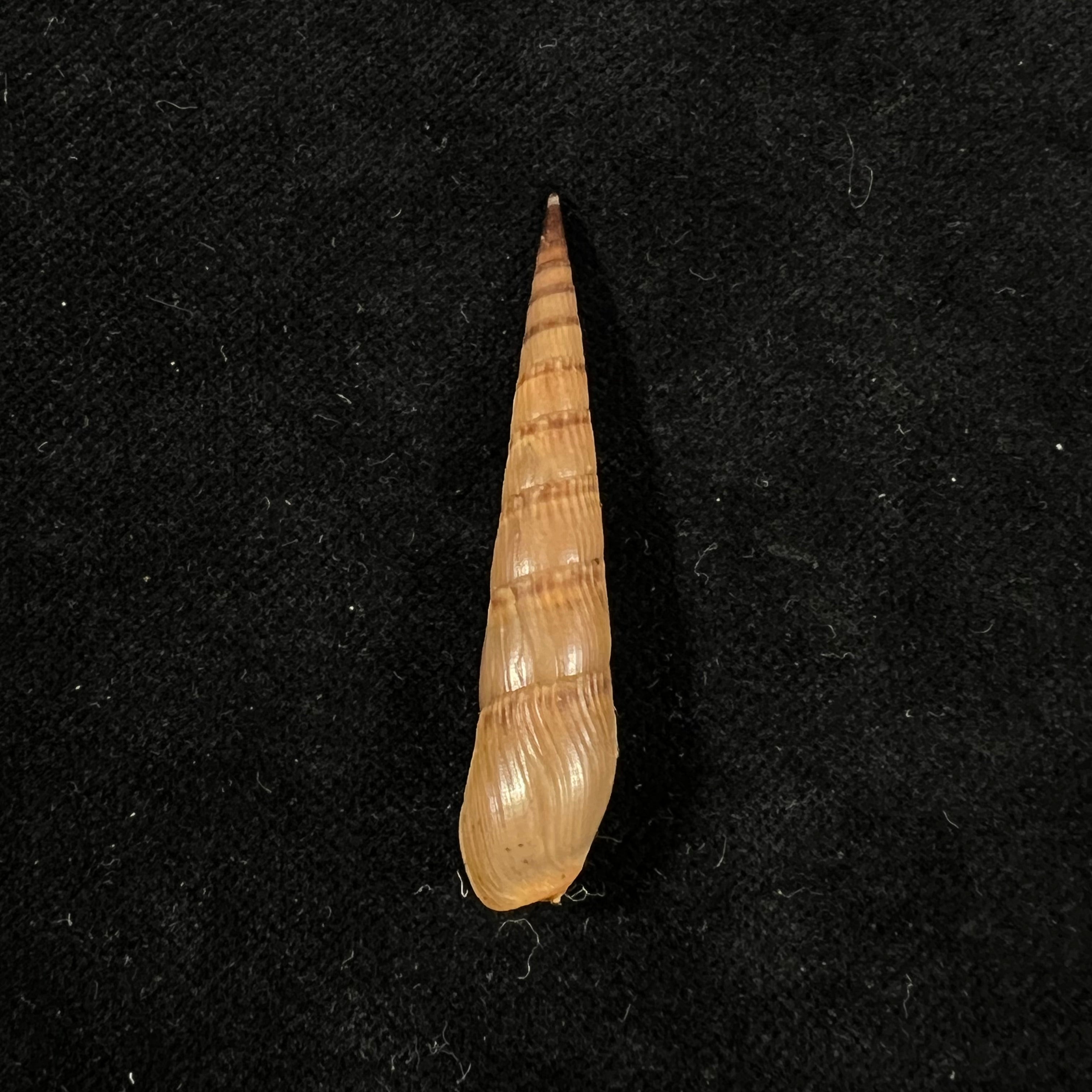 Terebra luctuosa Hinds, 1844 - 48,8mm