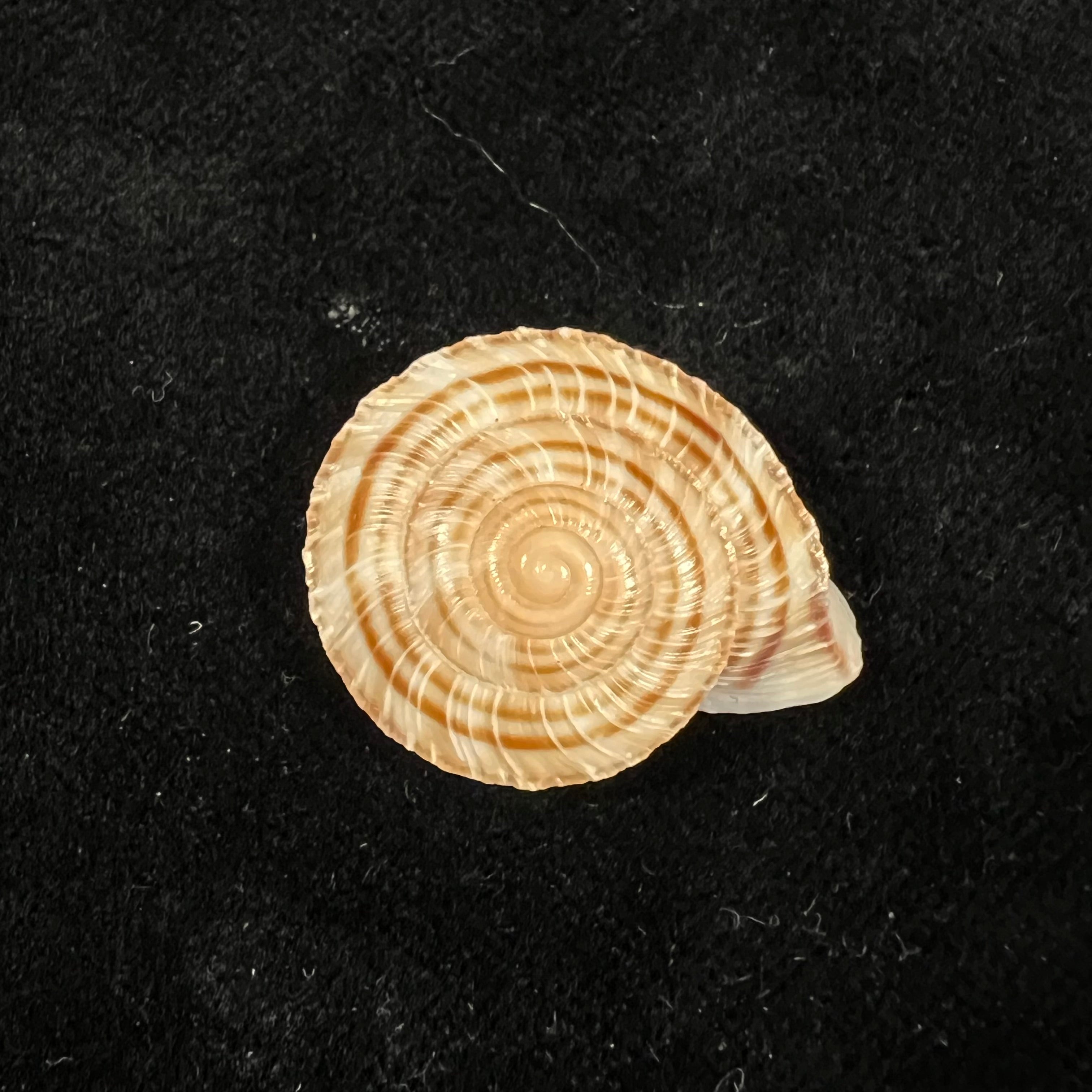 Obba rota (Broderip, 1841) - 27mm