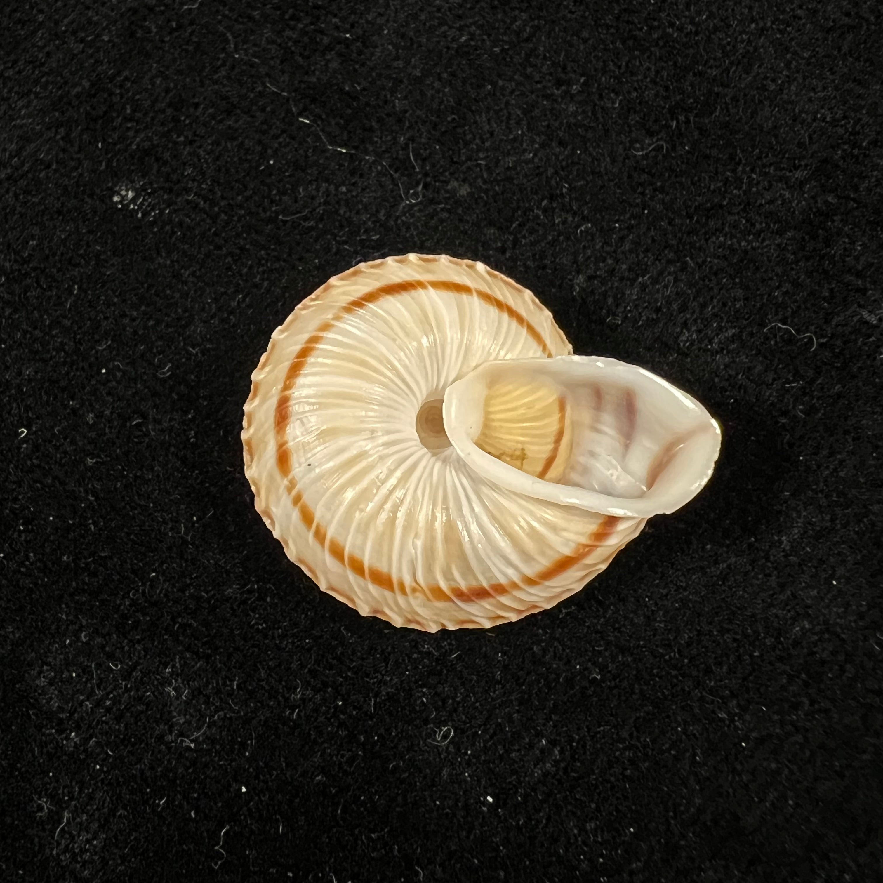 Obba rota (Broderip, 1841) - 27mm