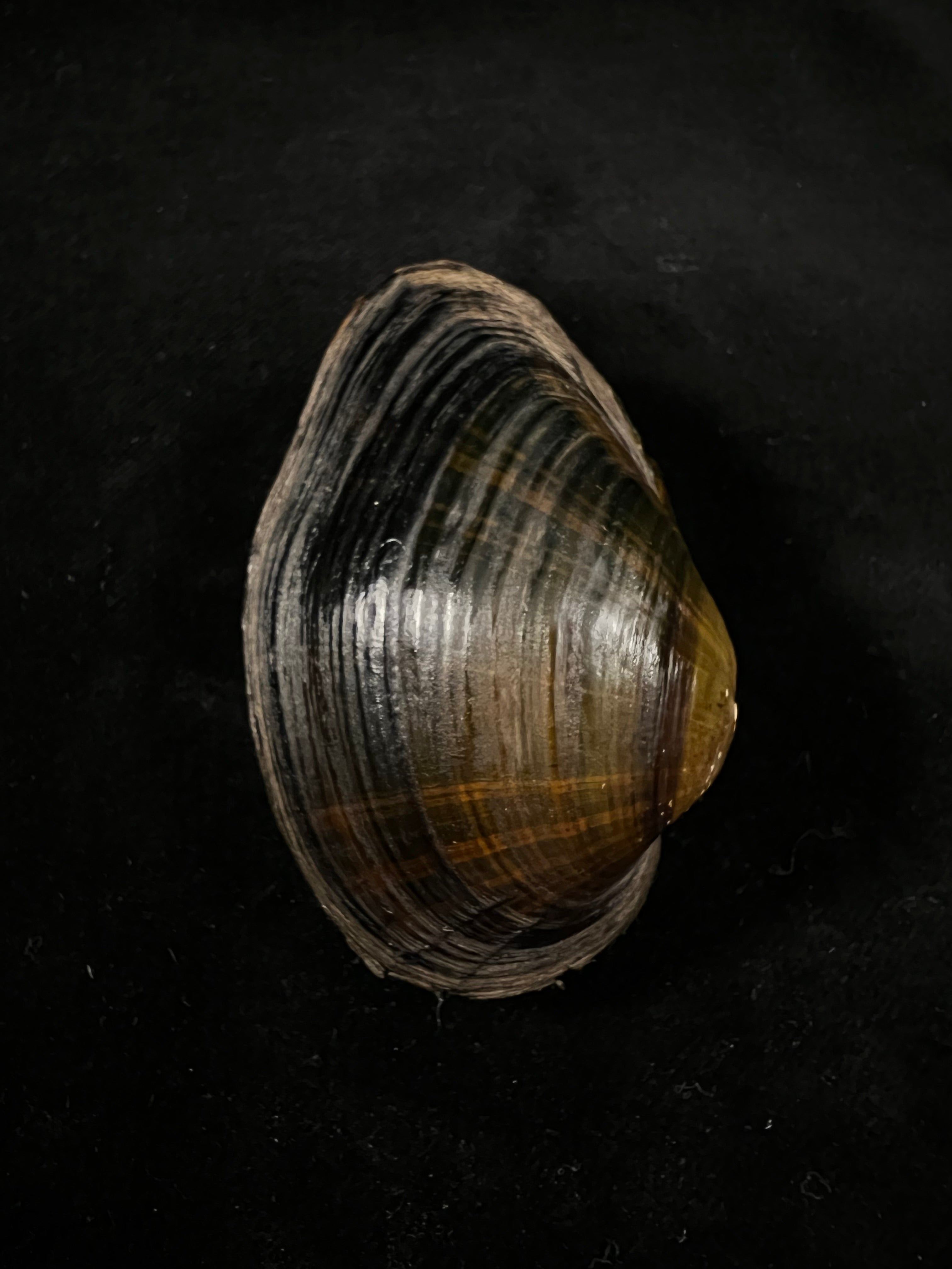 Acuticosta chinensis (I. Lea, 1868) - 65,6mm