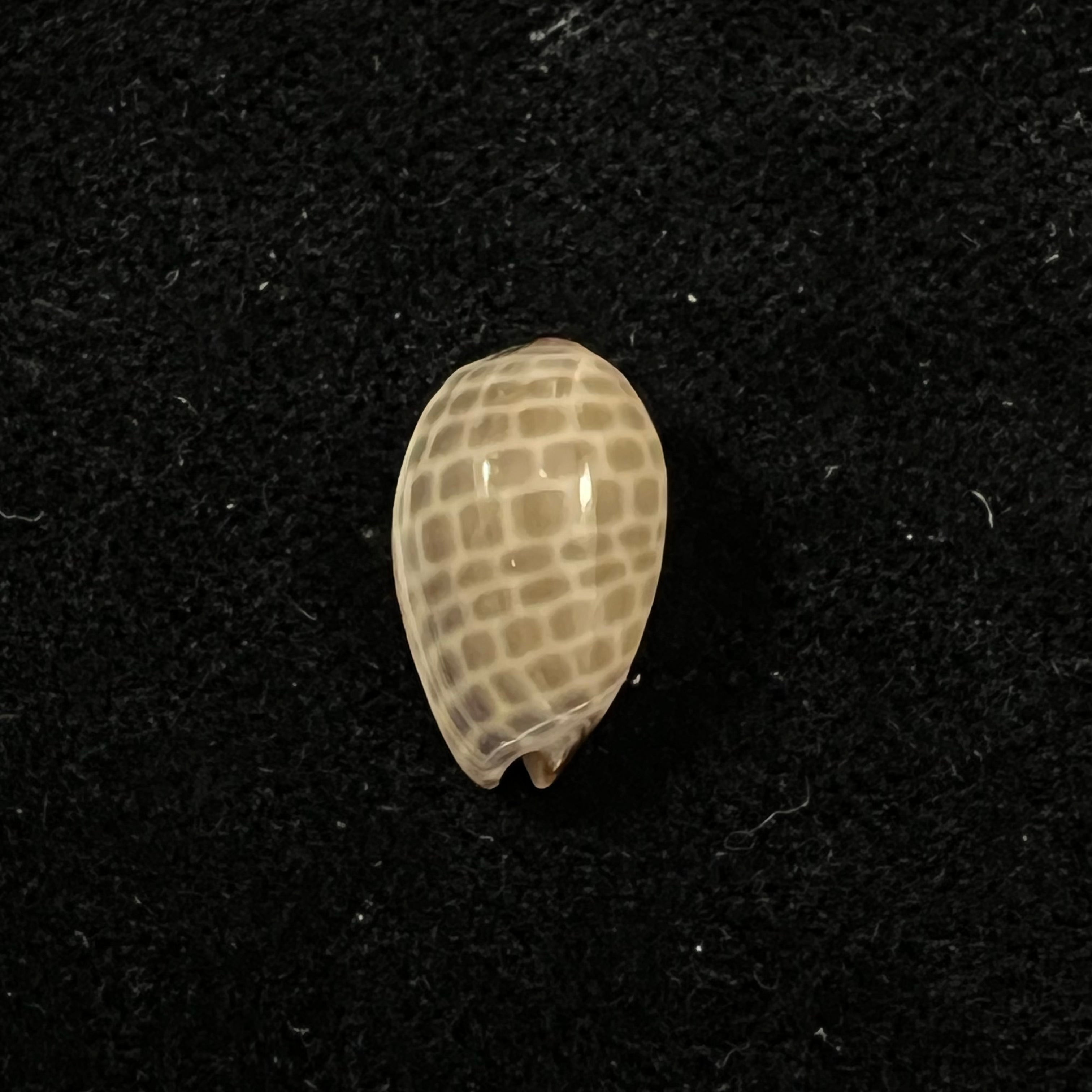 Persicula accola B. Roth & Coan, 1968 - 142mm