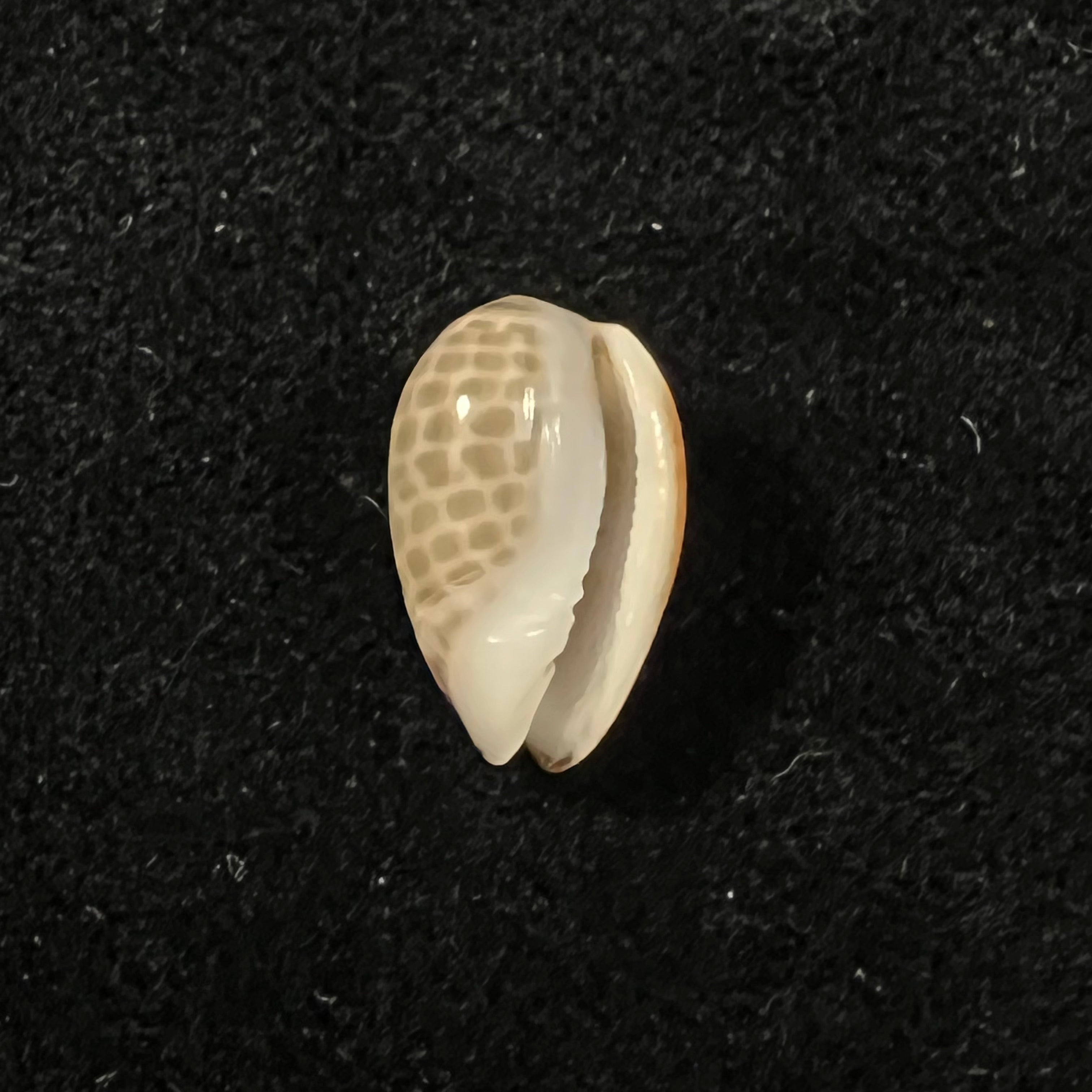 Persicula accola B. Roth & Coan, 1968 - 142mm