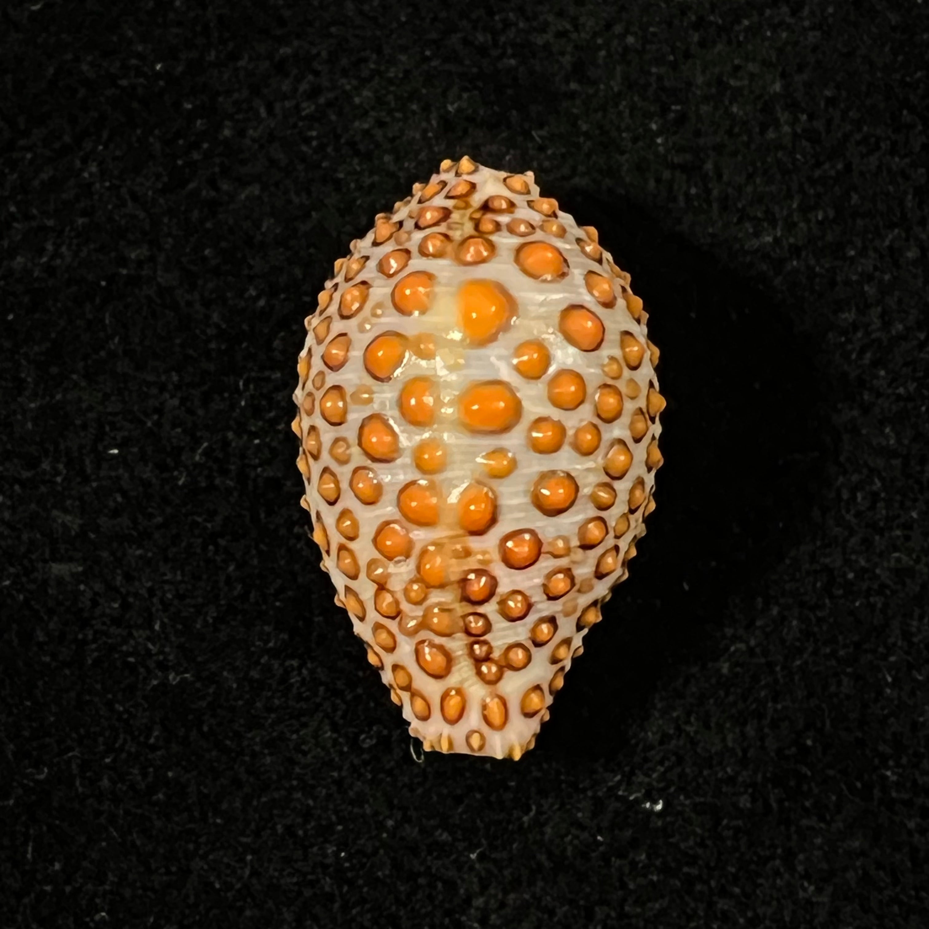 Jenneria pustulata ([Lightfoot], 1786) - 22,1mm