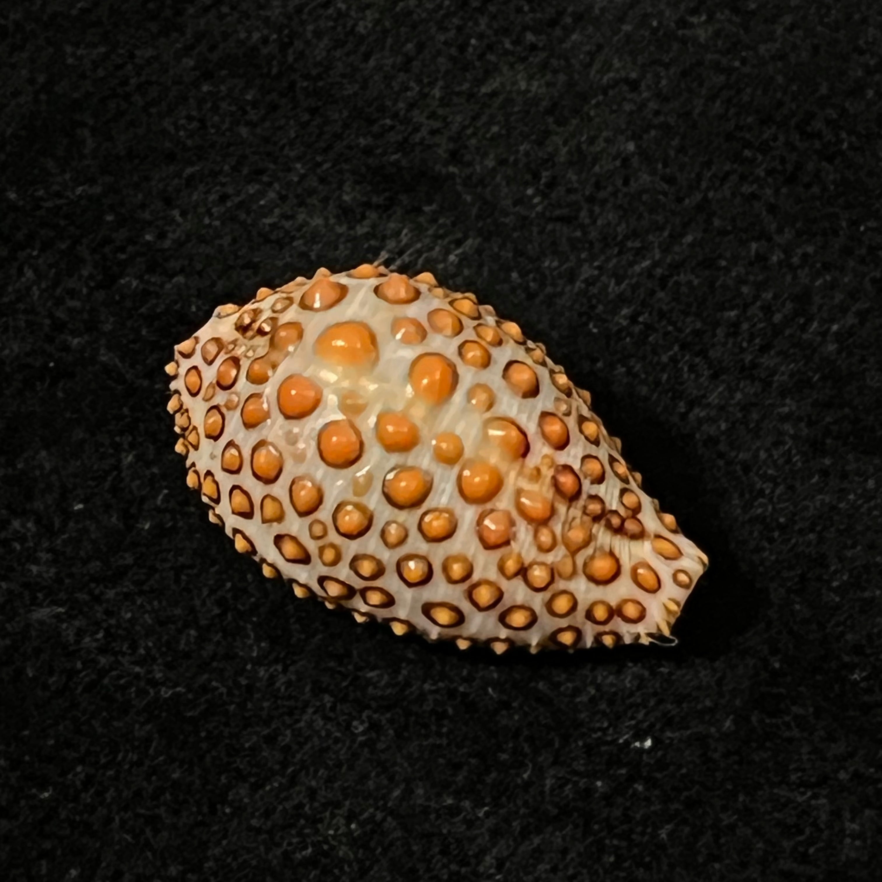 Jenneria pustulata ([Lightfoot], 1786) - 22,1mm