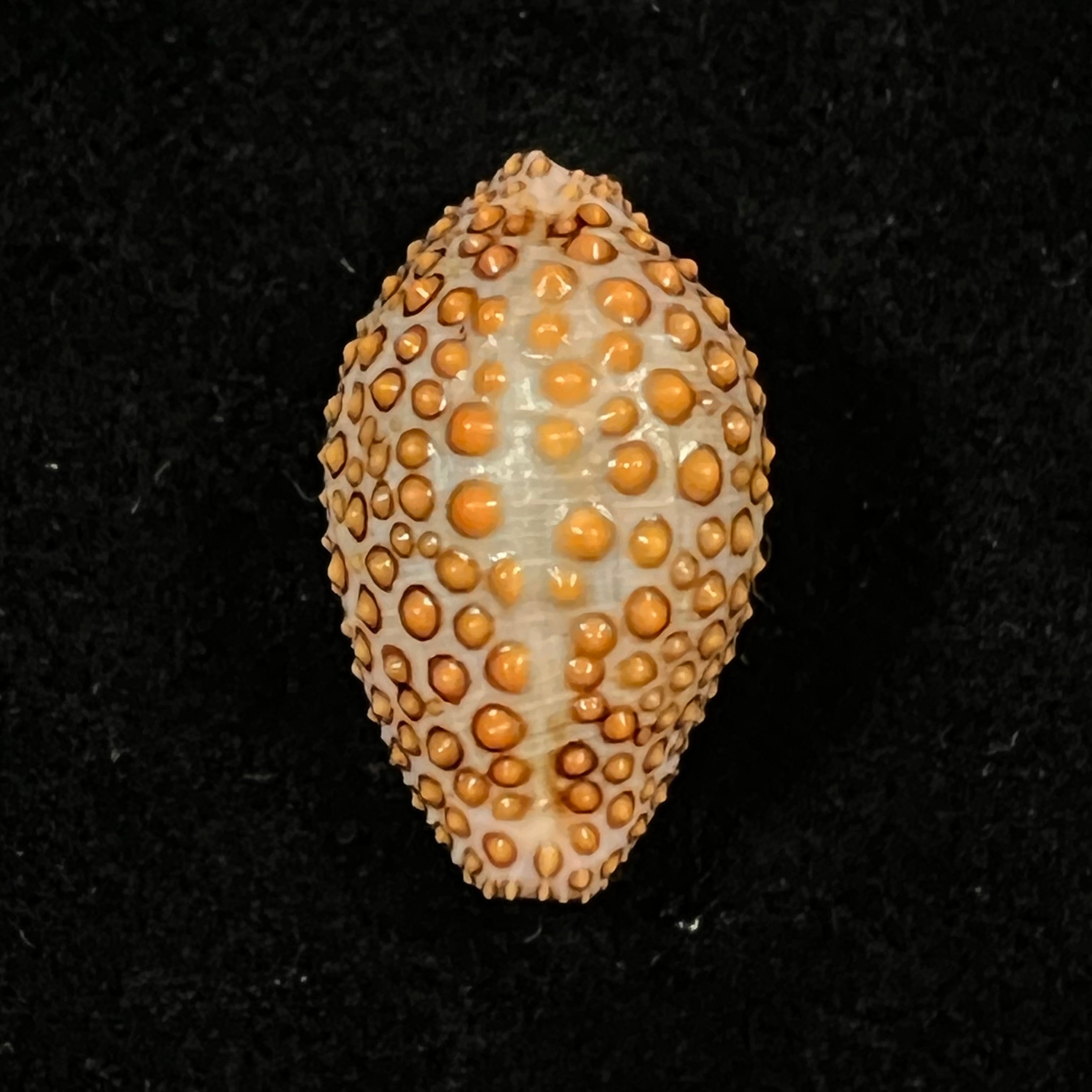 Jenneria pustulata ([Lightfoot], 1786) - 22mm