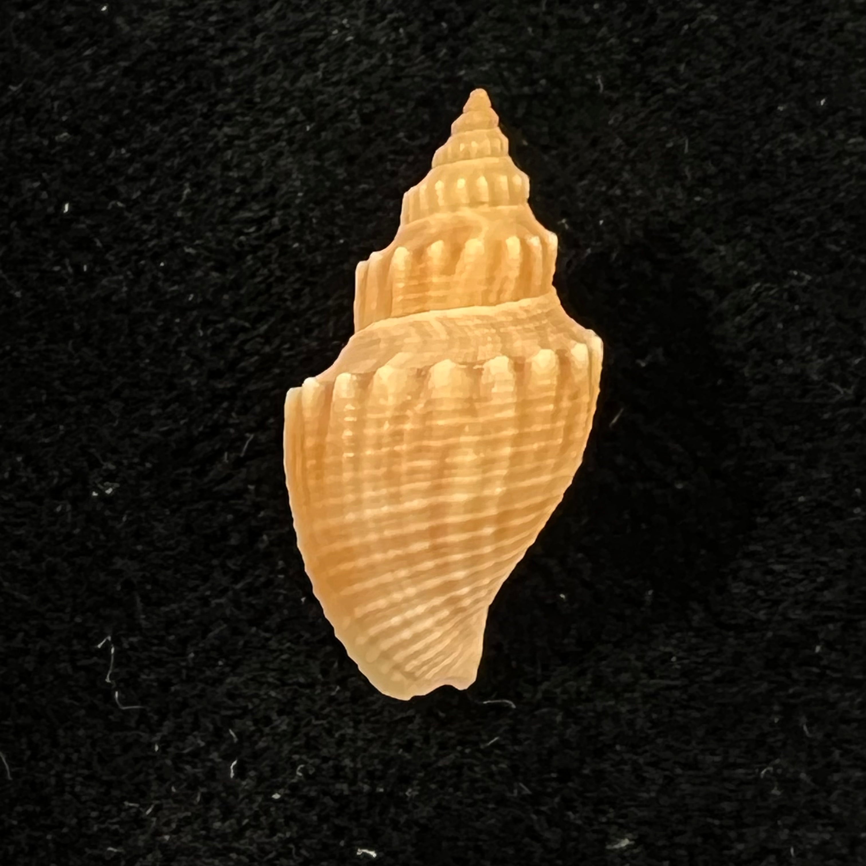 Austrotoma aguayoi (Carcelles, 1953) - 22,4mm