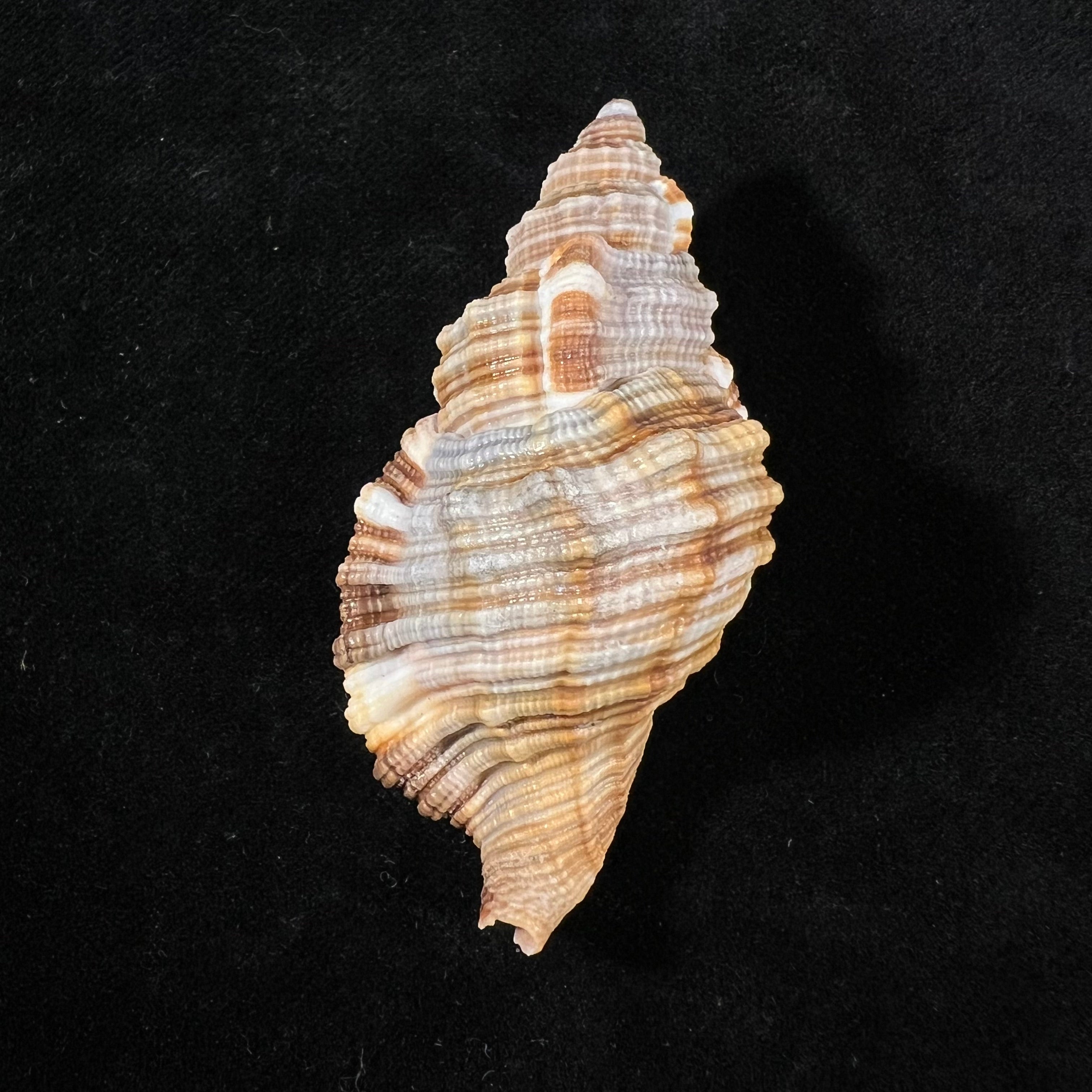 Monoplex pilearis (Linnaeus, 1758) - 57,8mm