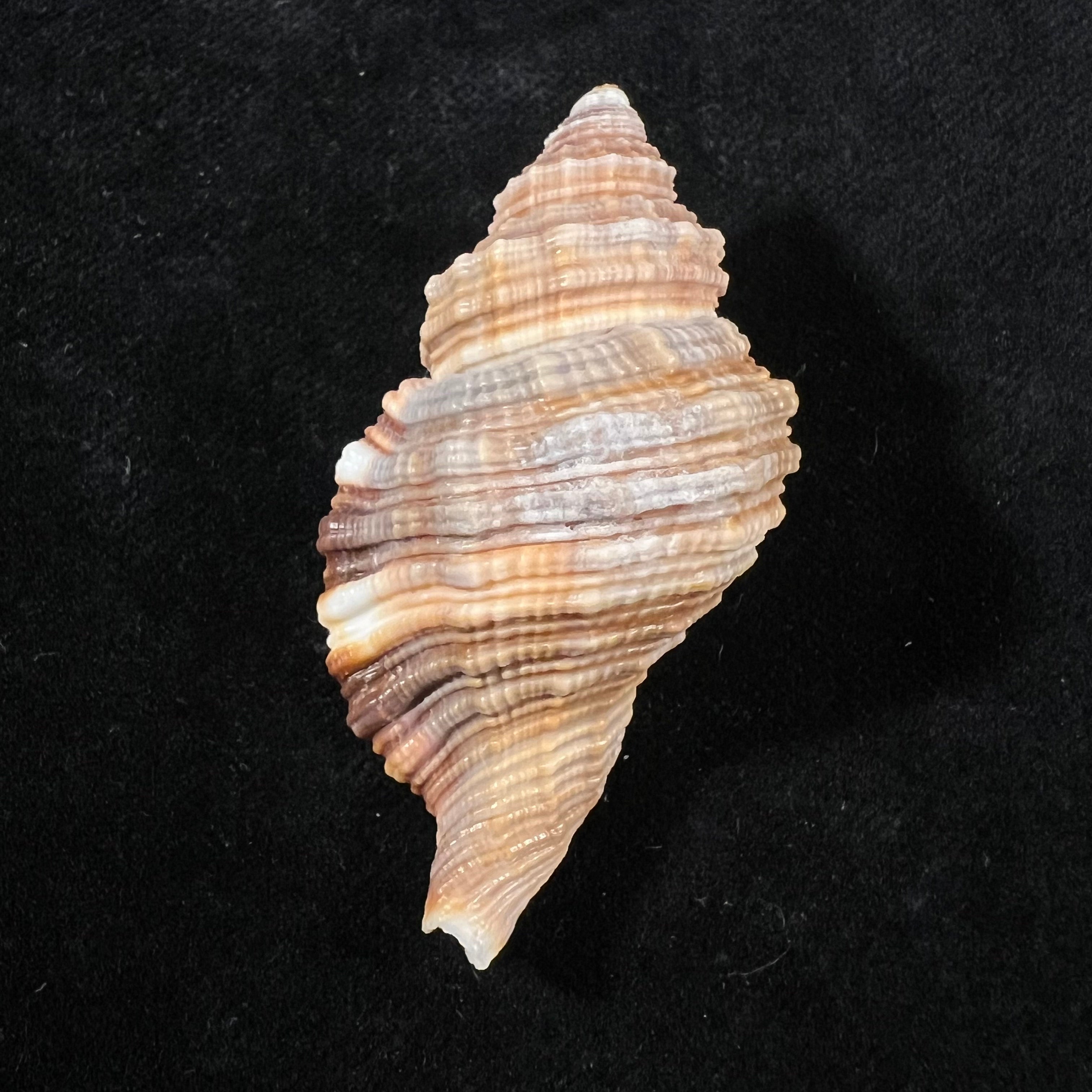 Monoplex pilearis (Linnaeus, 1758) - 55,4mm