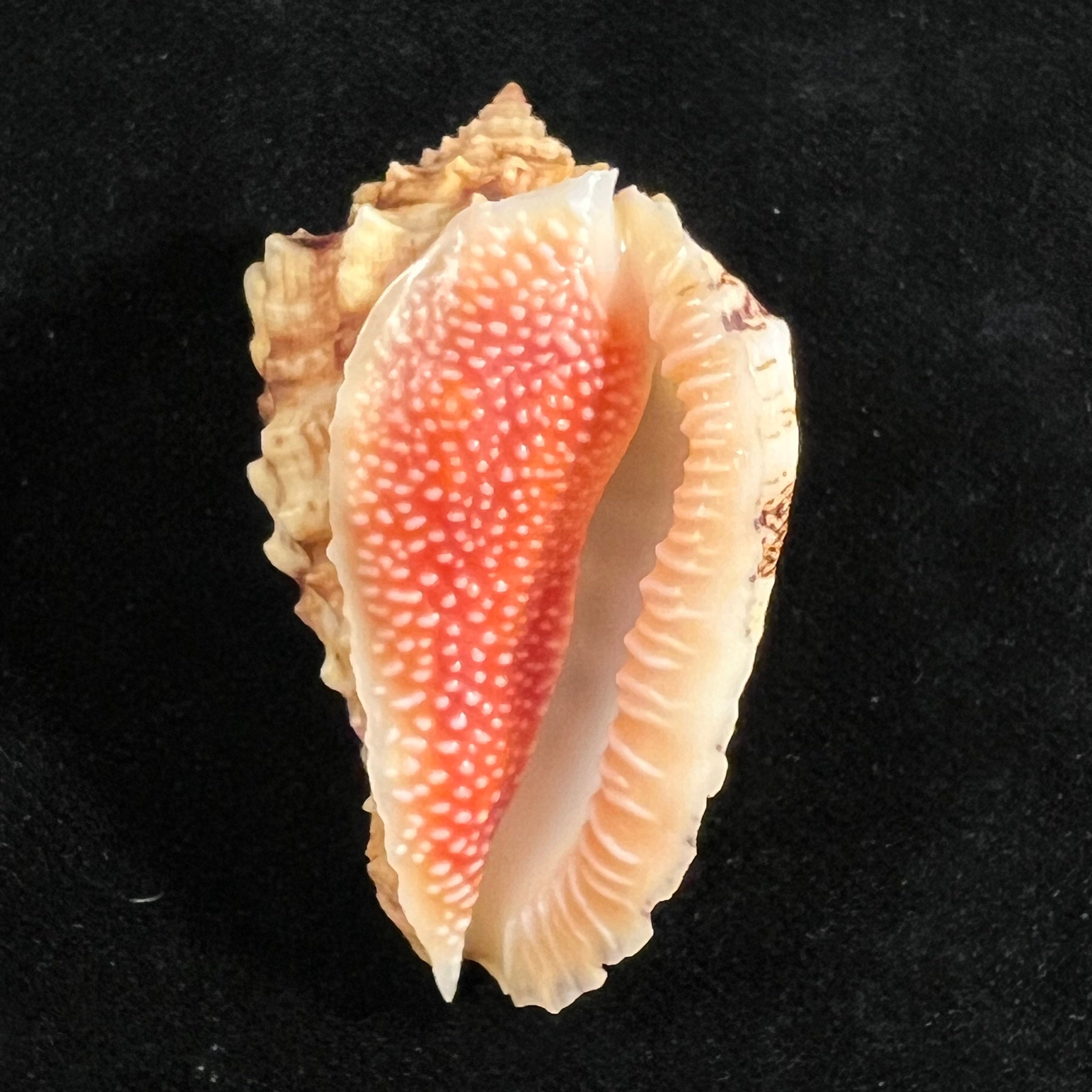 Morum dennisoni (Reeve, 1842) - 47,1mm
