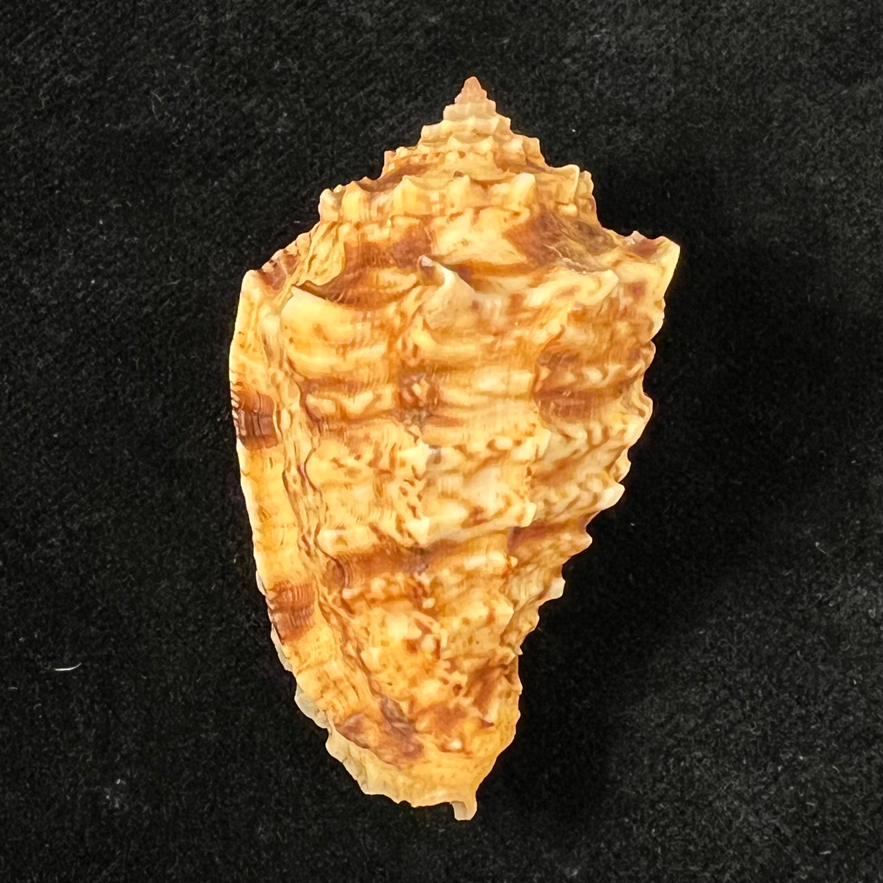 Morum dennisoni (Reeve, 1842) - 47,1mm