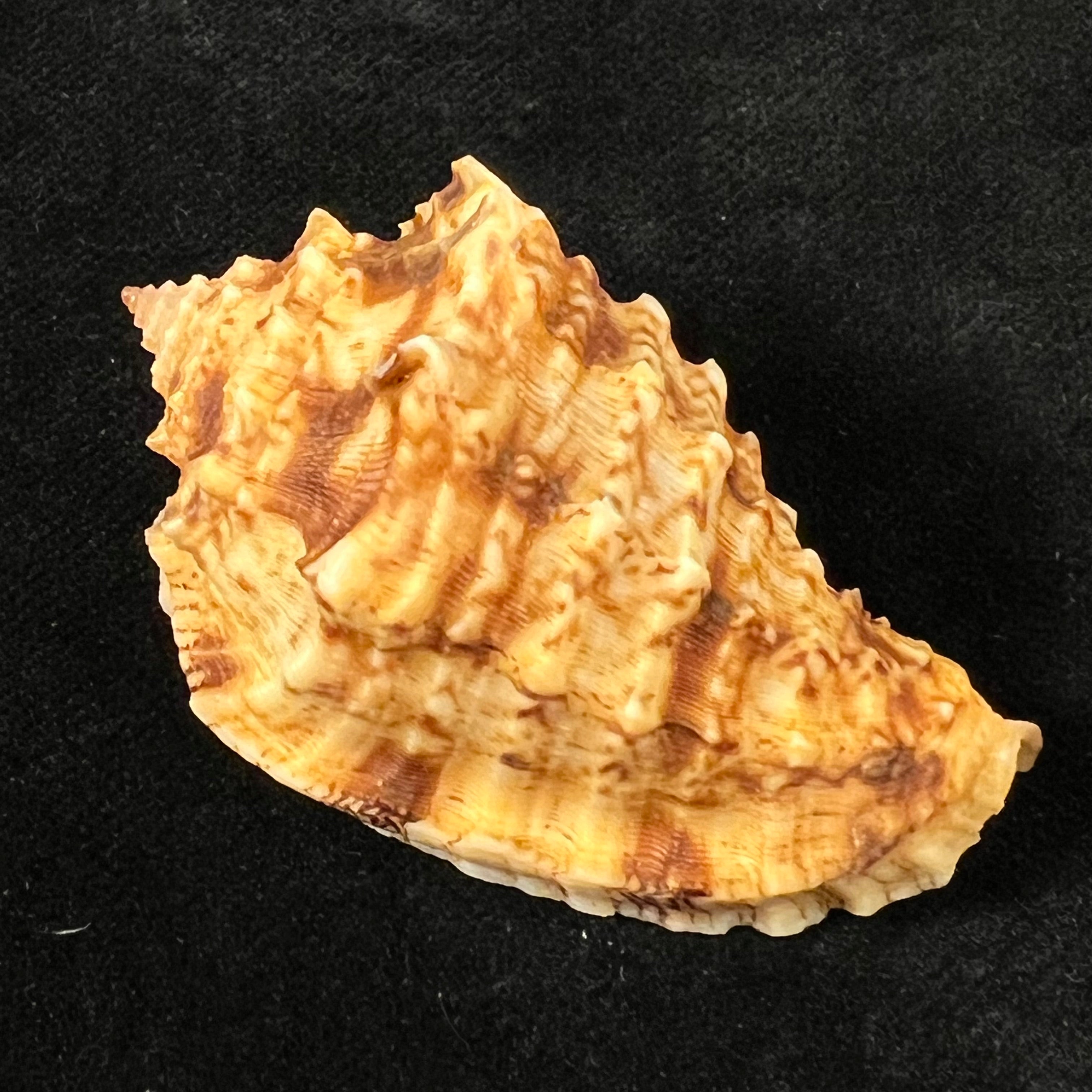 Morum dennisoni (Reeve, 1842) - 47,1mm