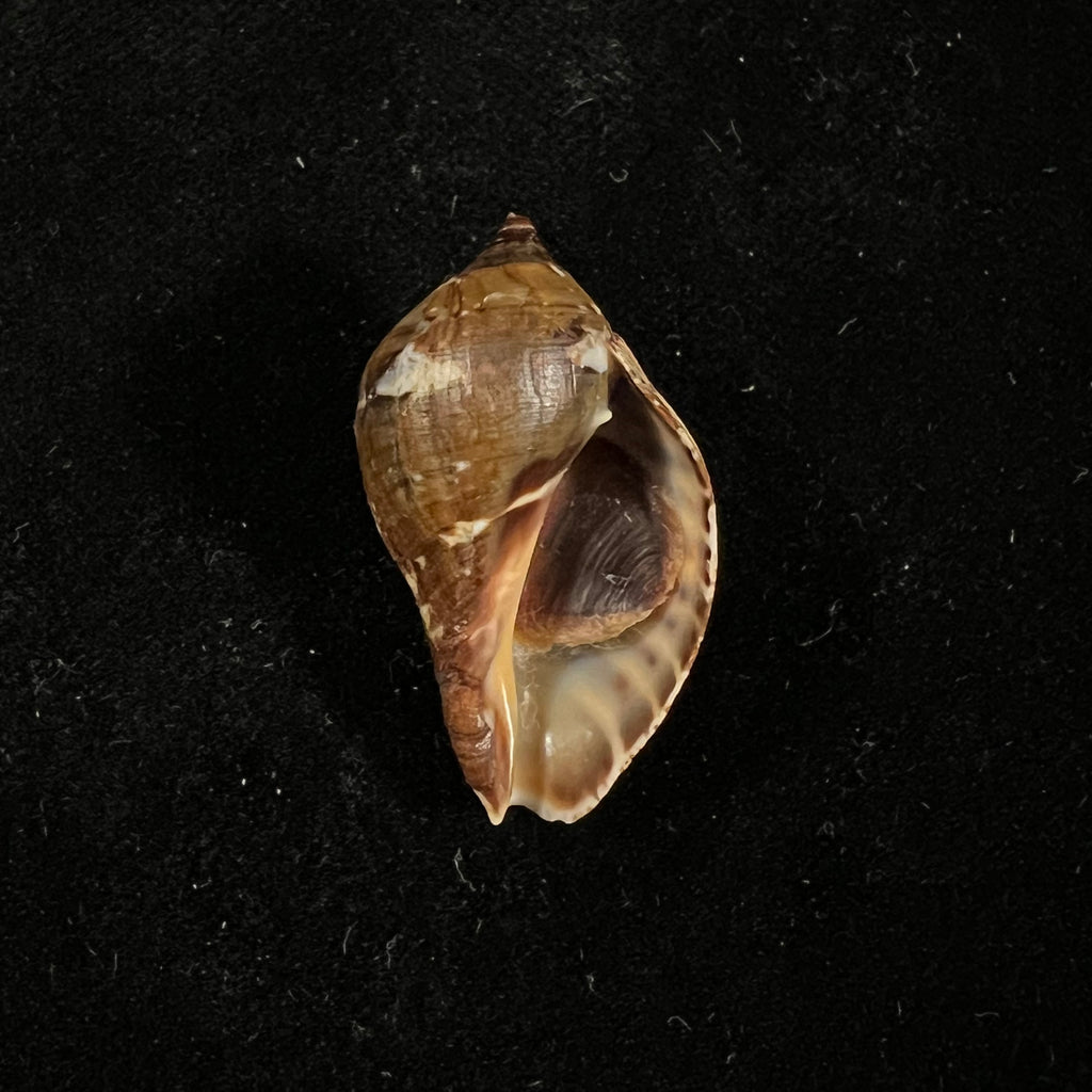 Nassa situla (Reeve, 1846) - 32,1mm