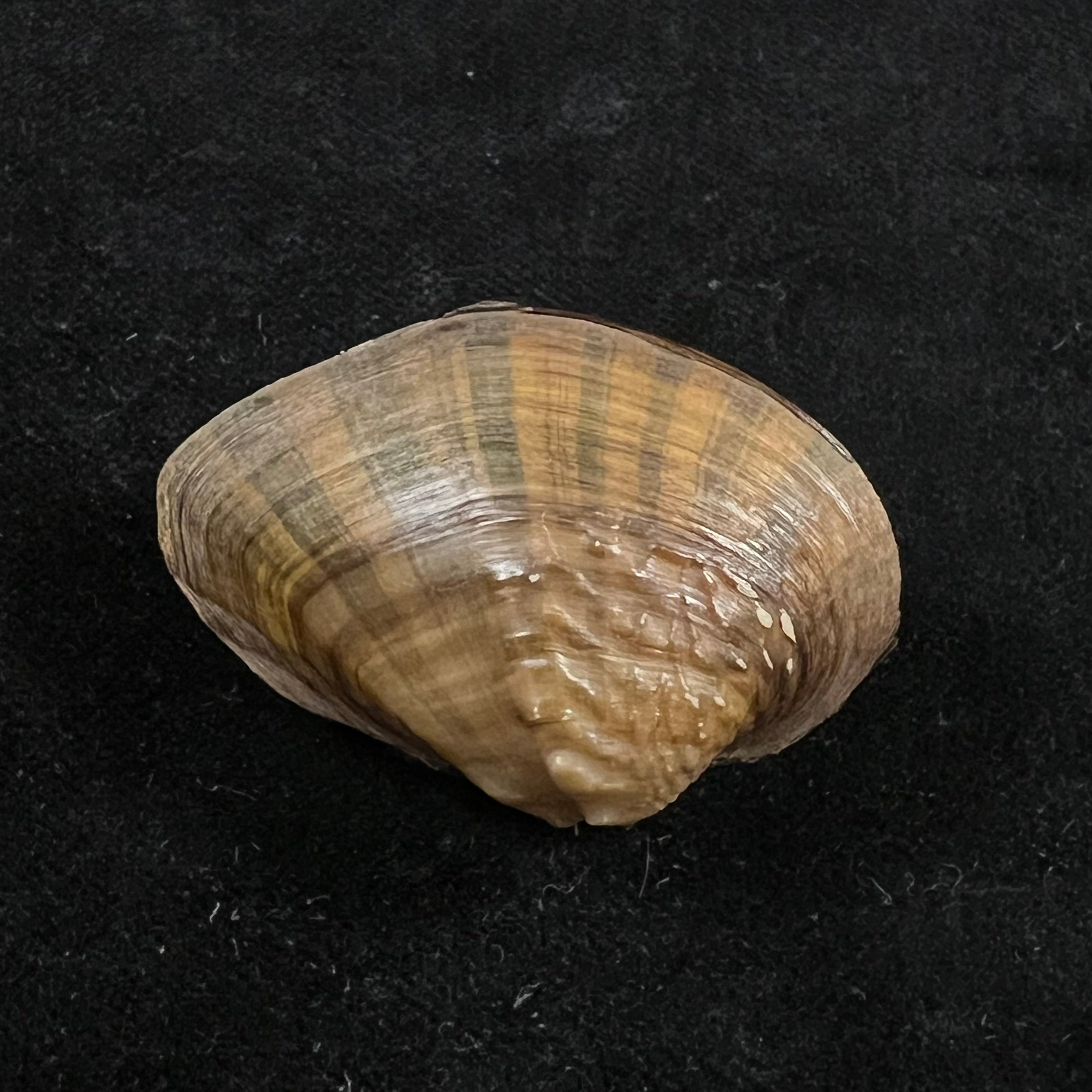 Acuticosta chinensis (I. Lea, 1868) - 40,6mm