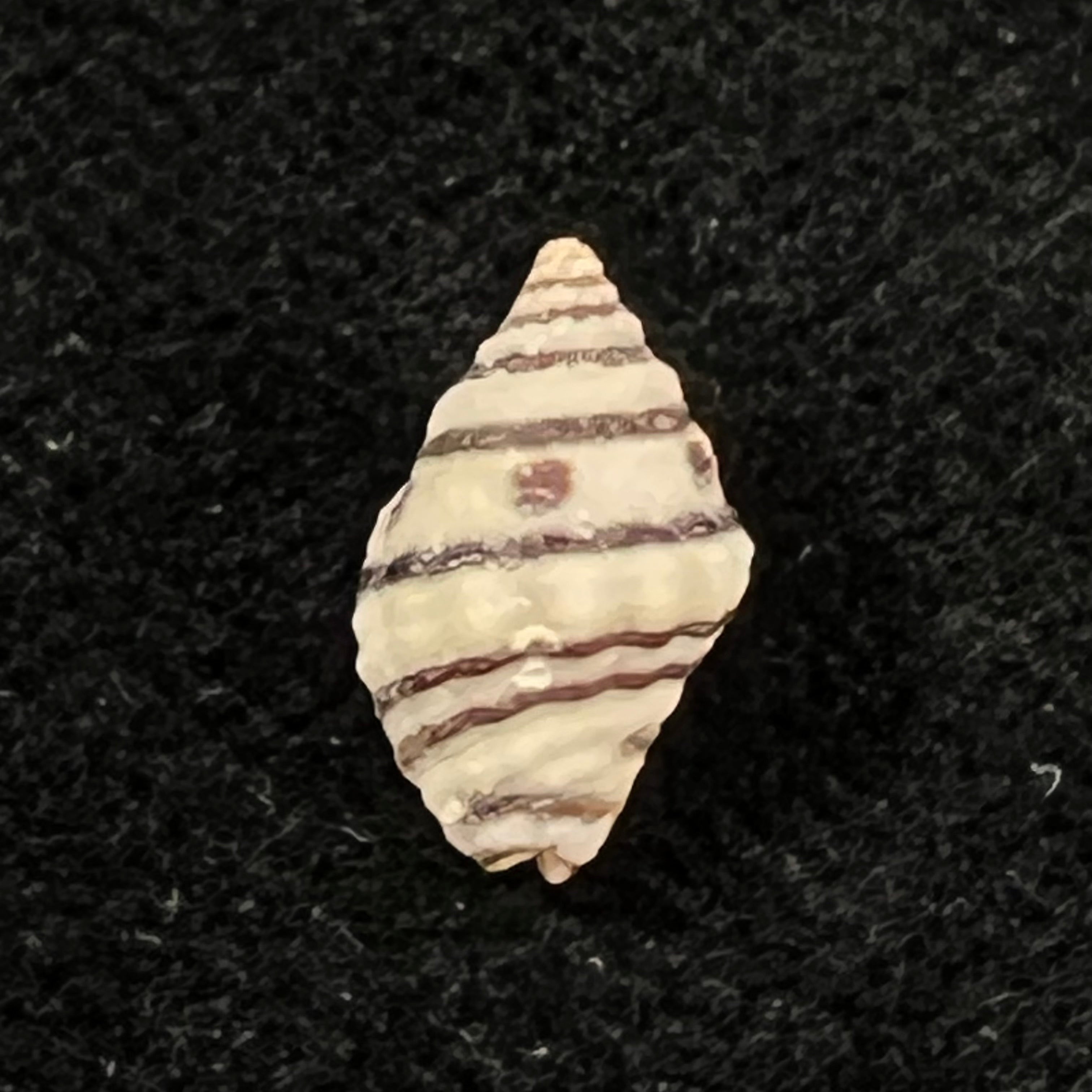 Engina lineata (Reeve, 1846) - 10,4mm