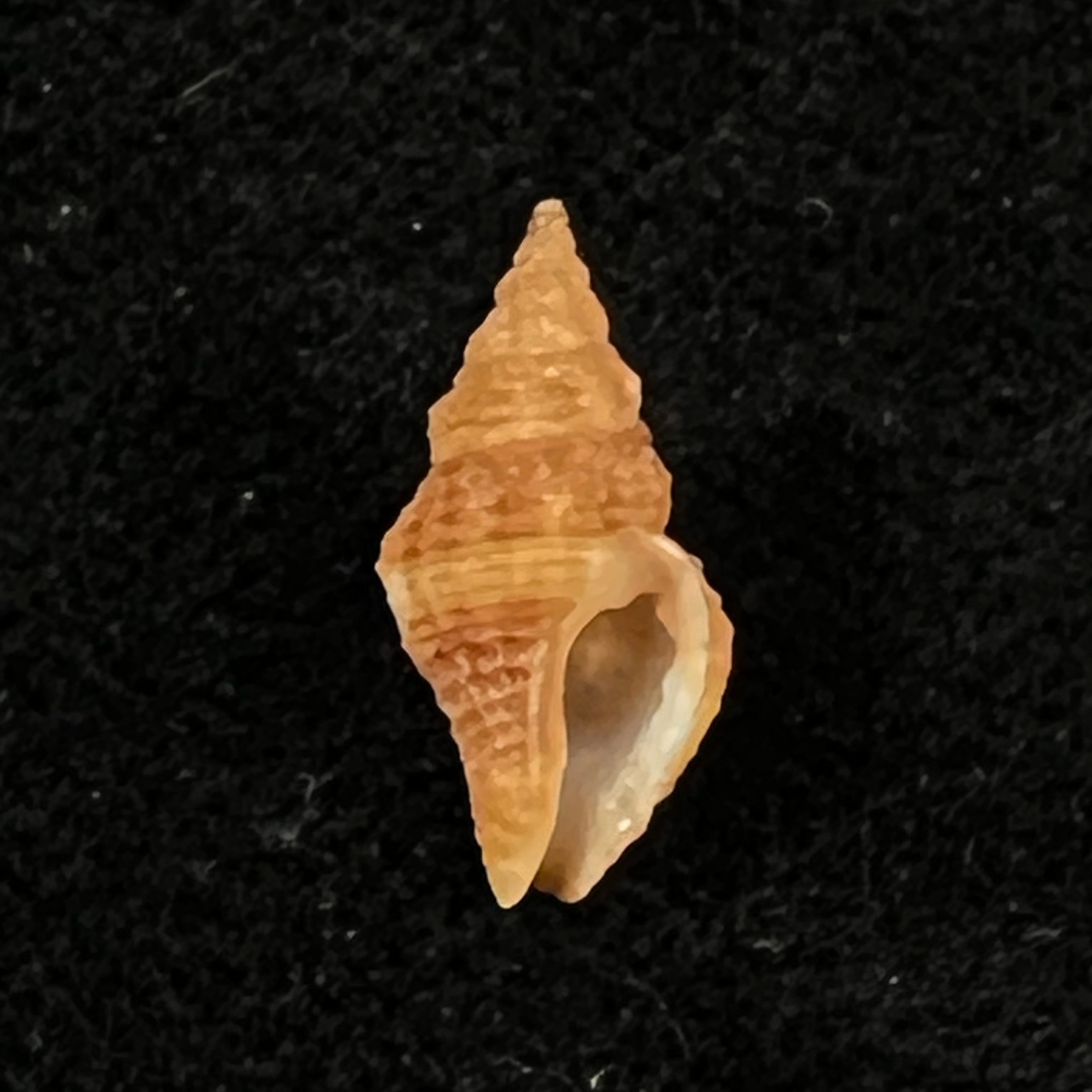 Engina goncalvesi Coltro, 2005 - 14,2mm