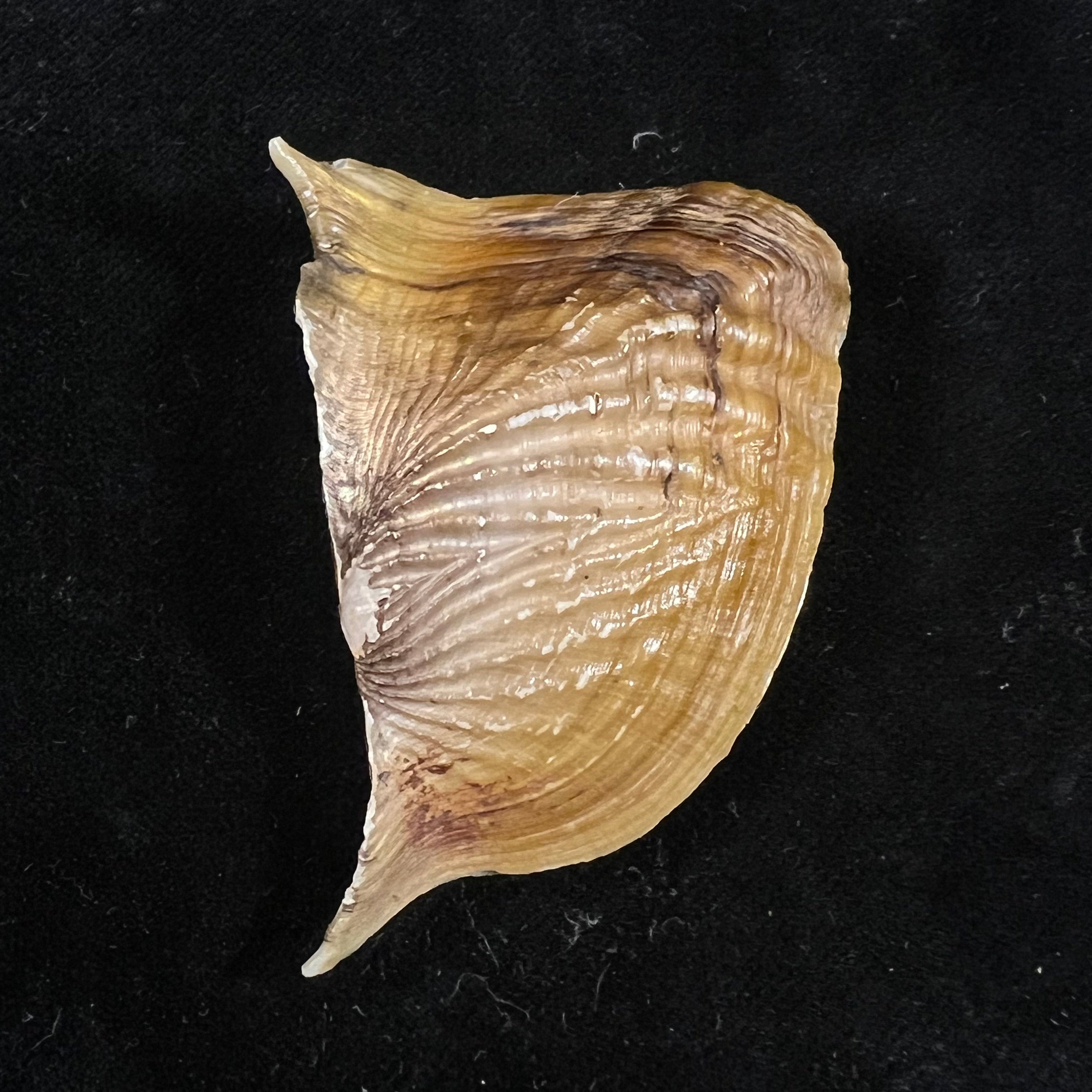 Prisodon corrugatus (Lamarck, 1819) - 62,5mm