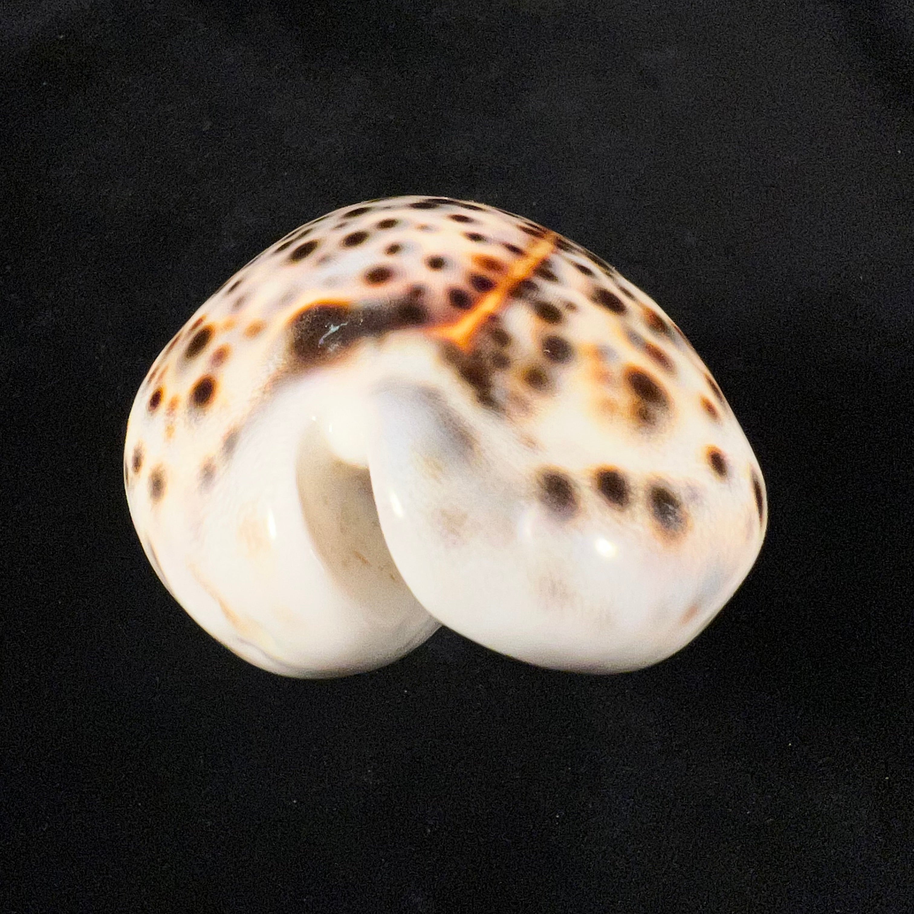 Cypraea tigris Linnaeus, 1758 - 88,2mm