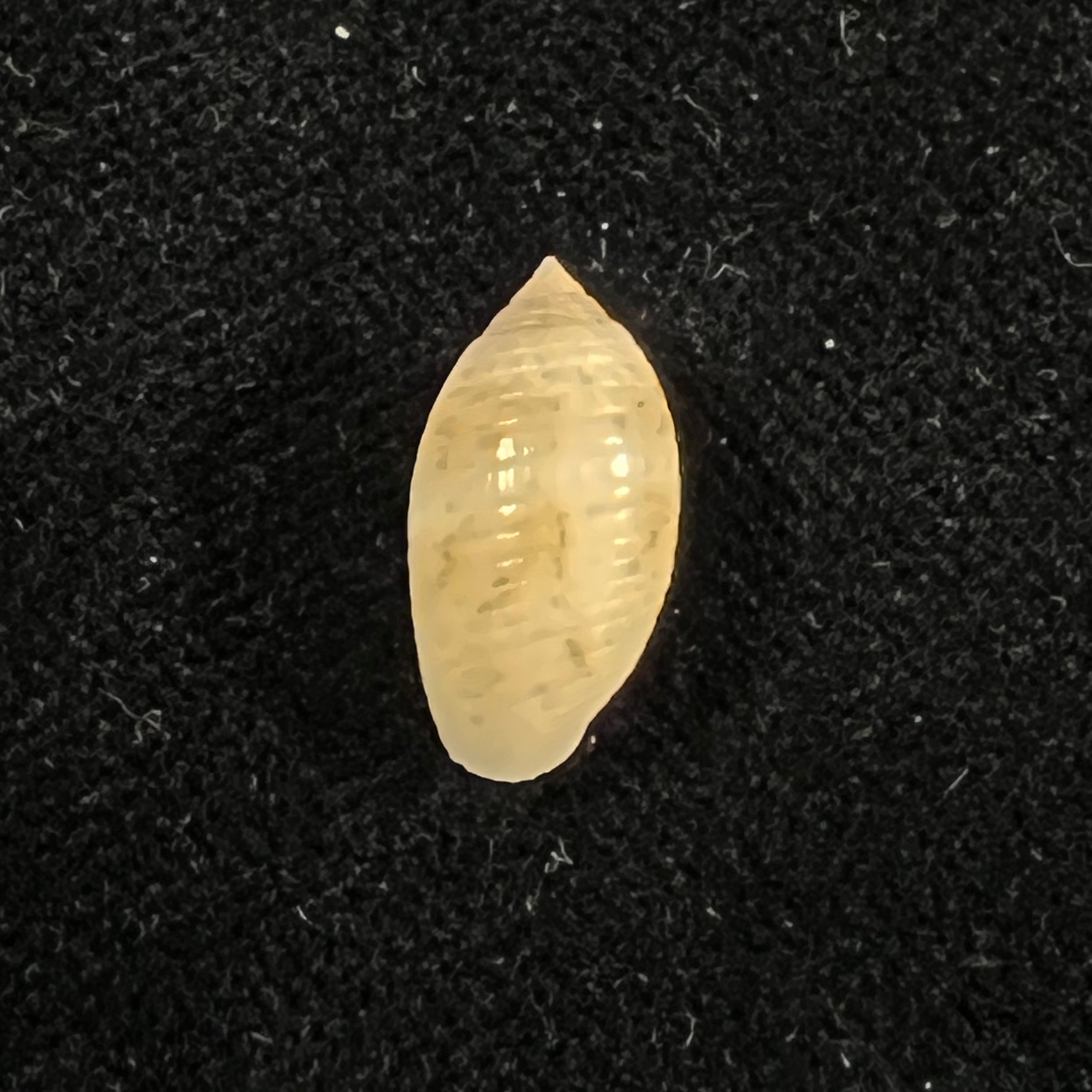 Pupa sulcata (Gmelin, 1791) - 15,4mm