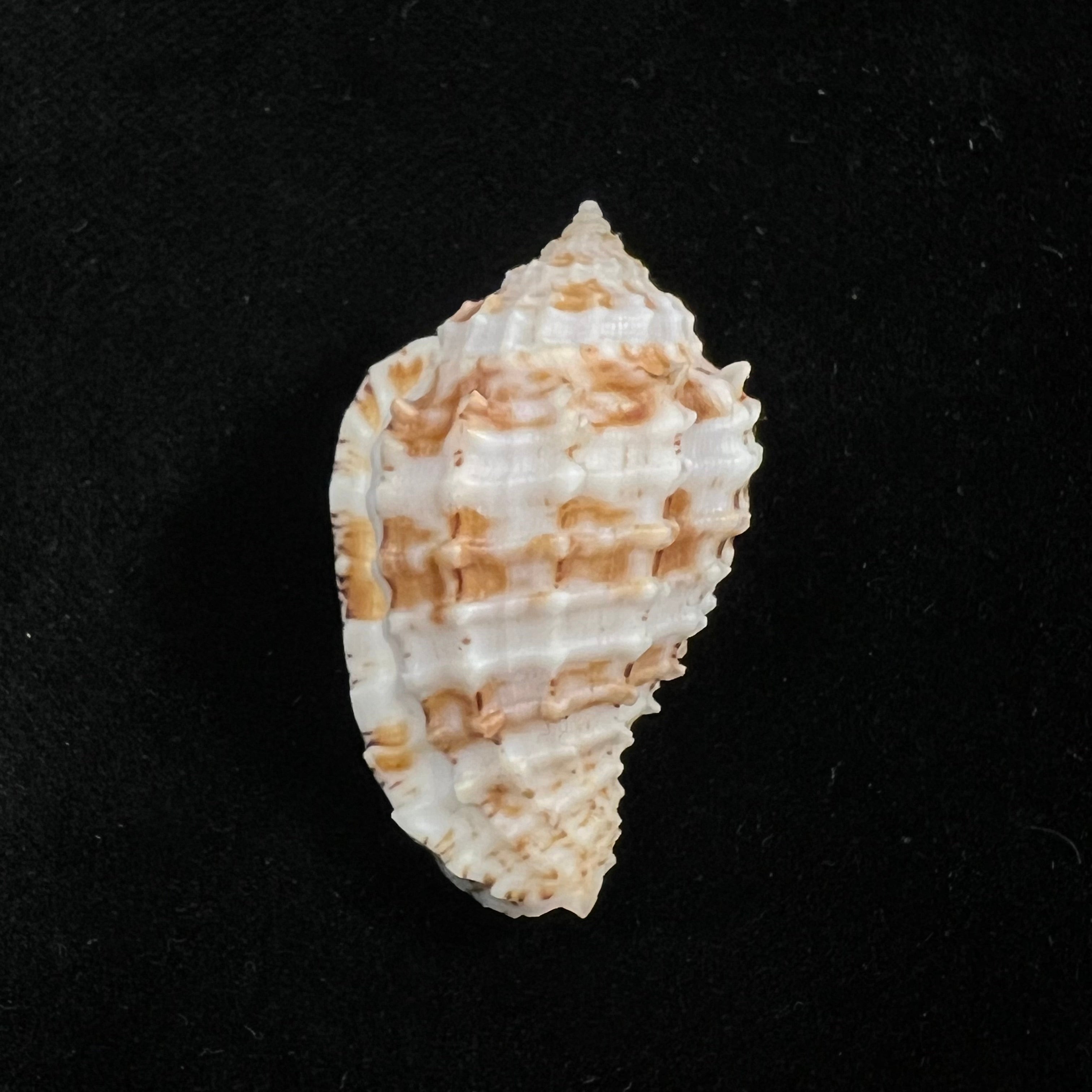 Morum watanabei Kosuge, 1981 - 36,1mm