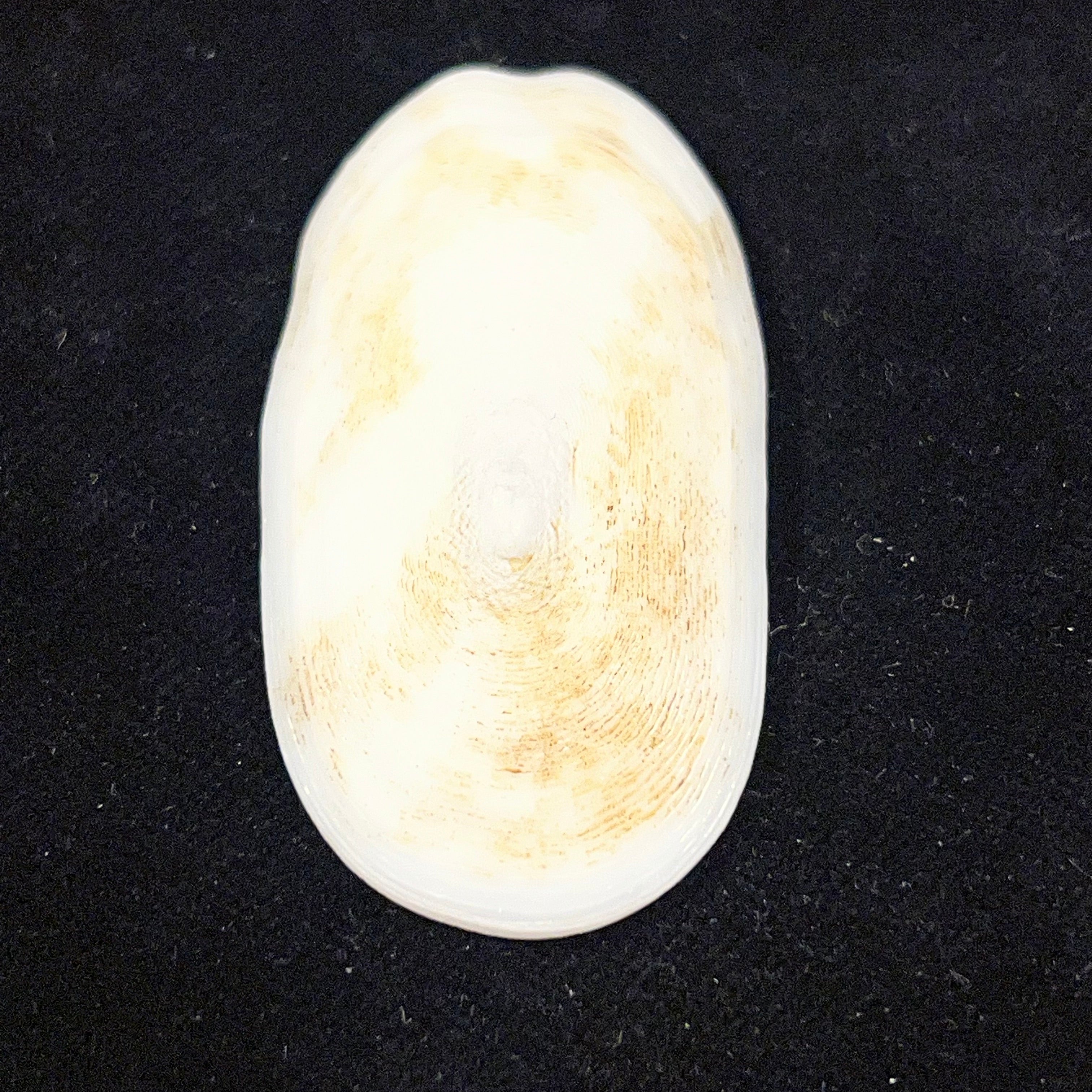 Scutus unguis (Linnaeus, 1758) - 50mm