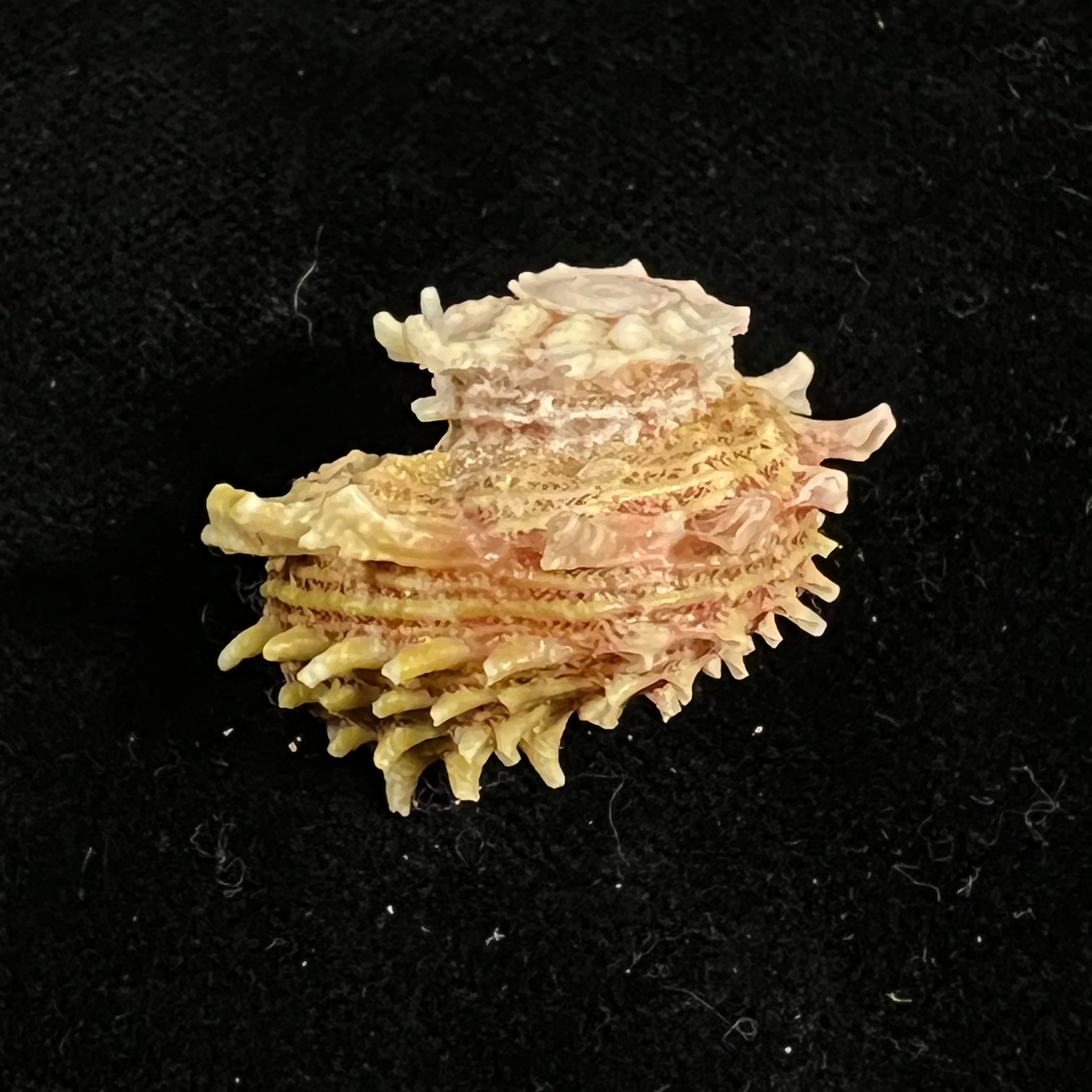 Angaria sphaerula (Kiener, 1838) - 28,7mm