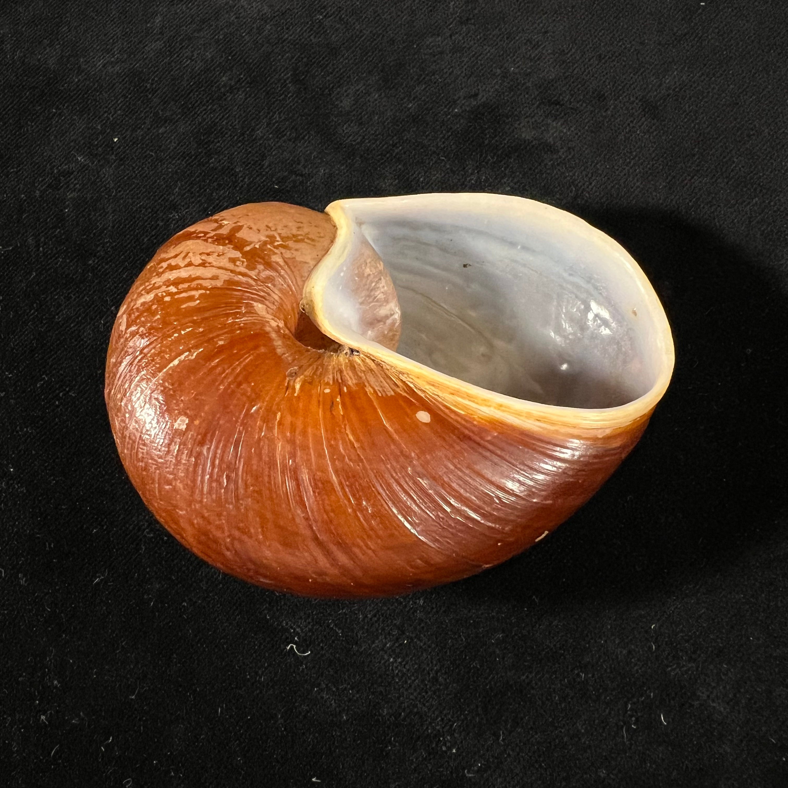 Helicophanta vesicalis (Lamarck, 1822) - 80,5mm