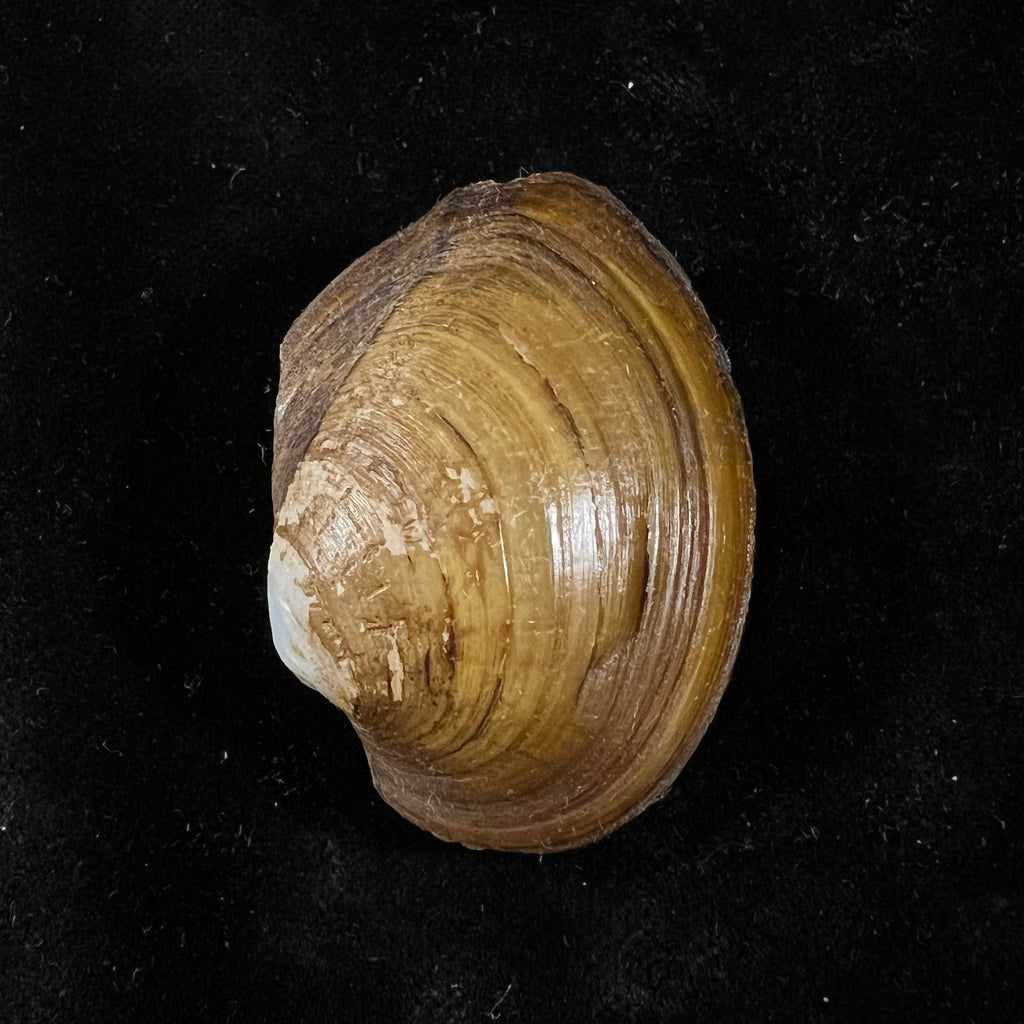 Anodontites trapezea (Spix, 1827) - 45,2mm