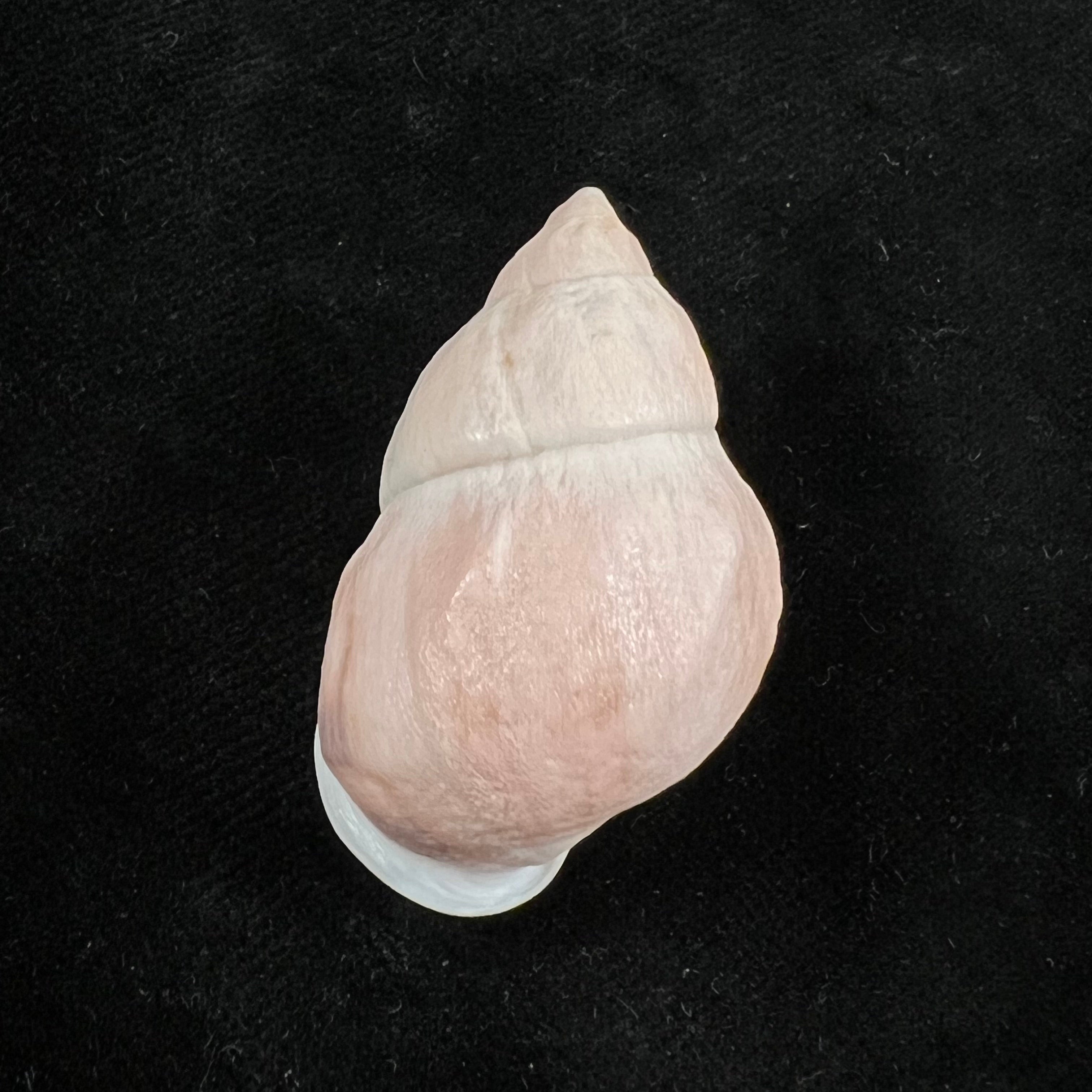 Auris egregia (Jay, 1836) - 39,2mm