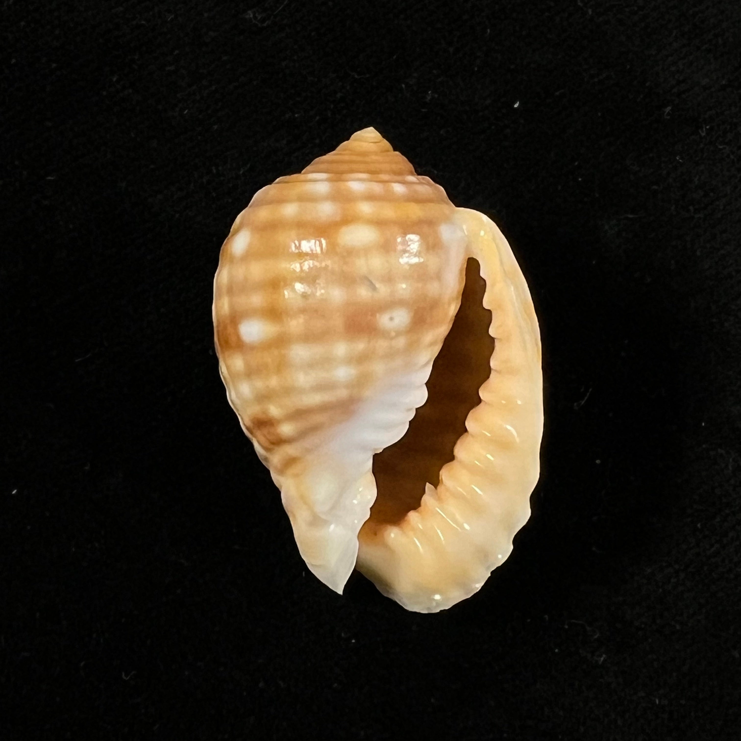 Malea pomum (Linnaeus, 1758) - 36,4mm