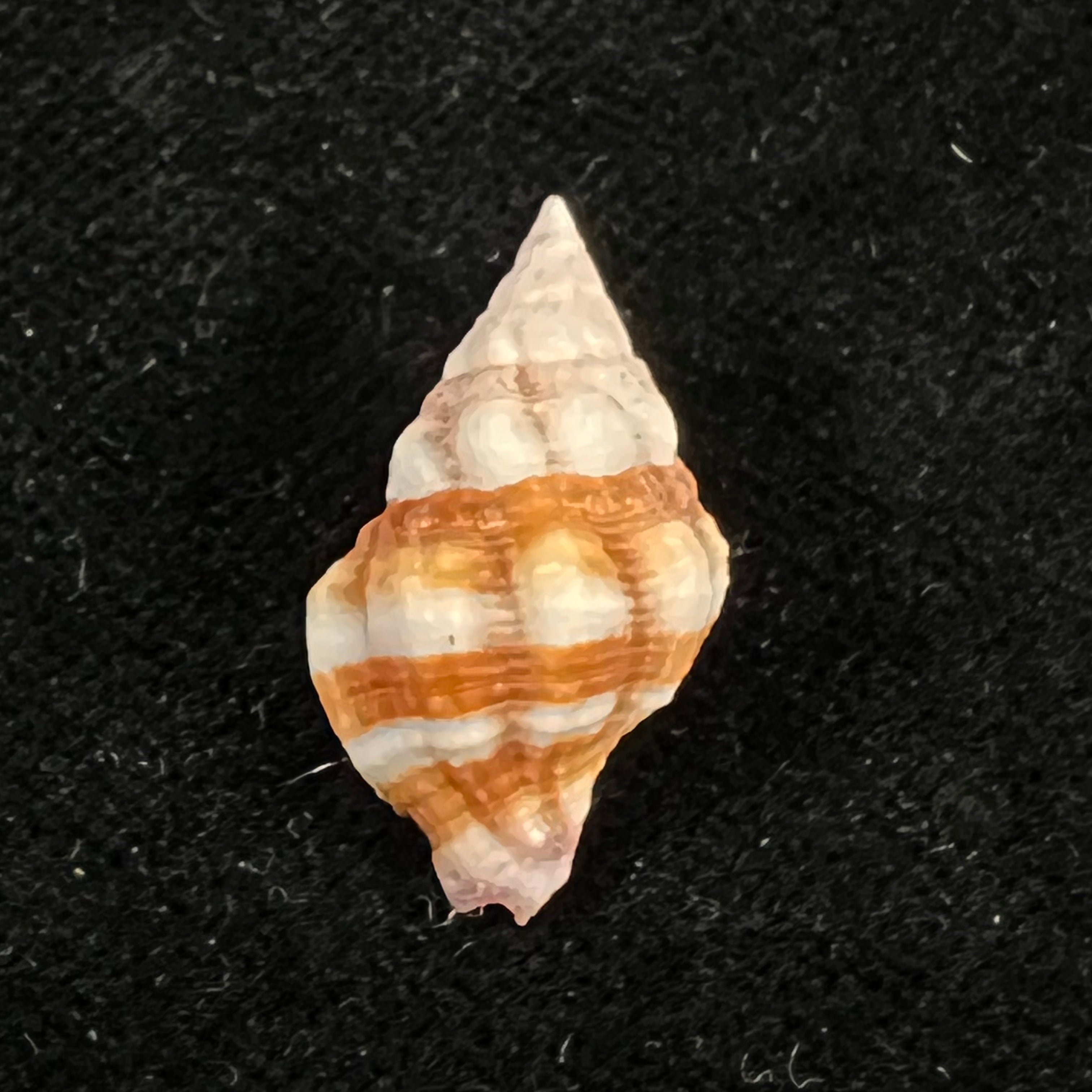 Peristernia forskalii (Tapparone Canefri, 1875) - 21,6mm