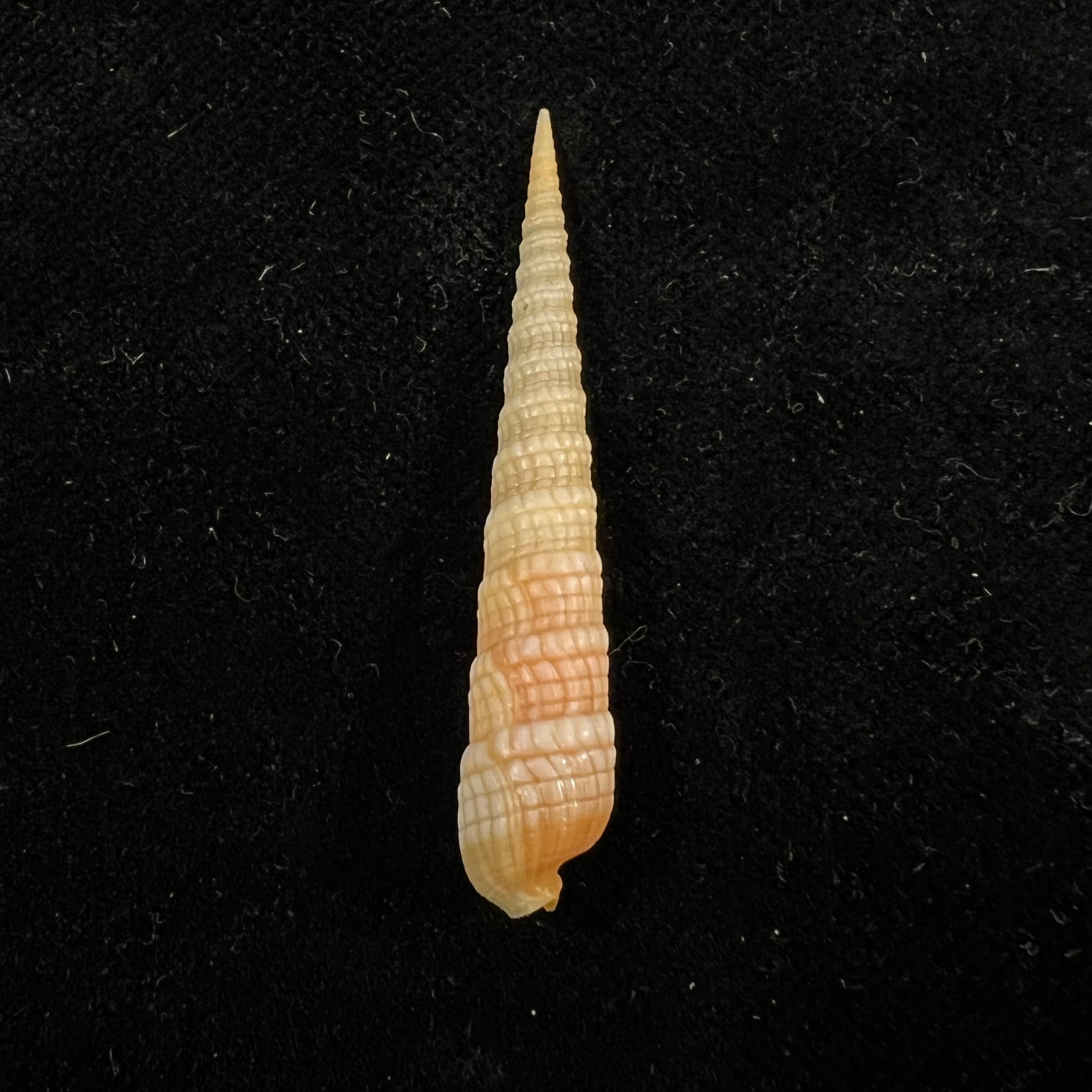 Terebra babylonia Lamarck, 1822 - 44,7mm