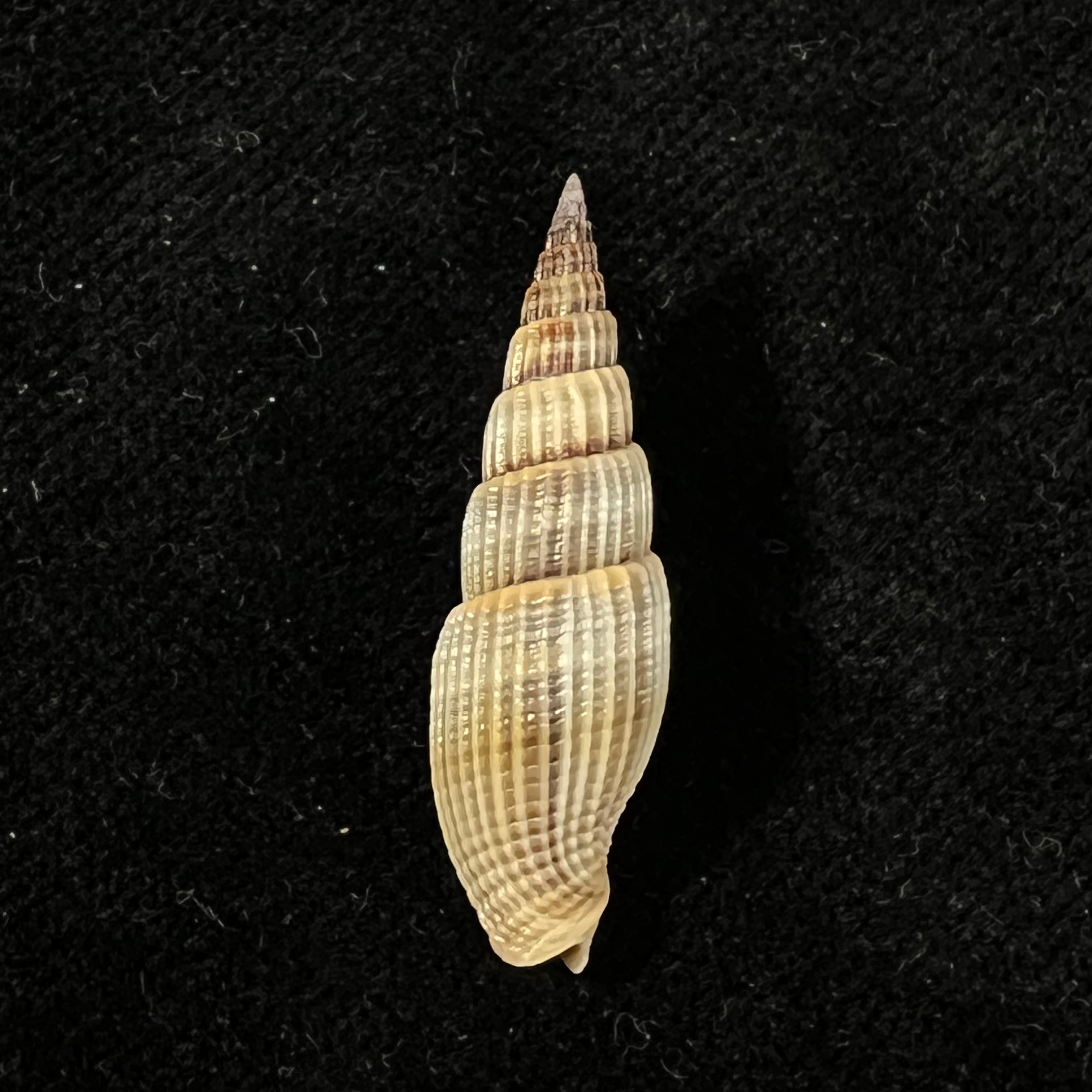 Vexillum acuminatum (Gmelin, 1791) - 30,3mm