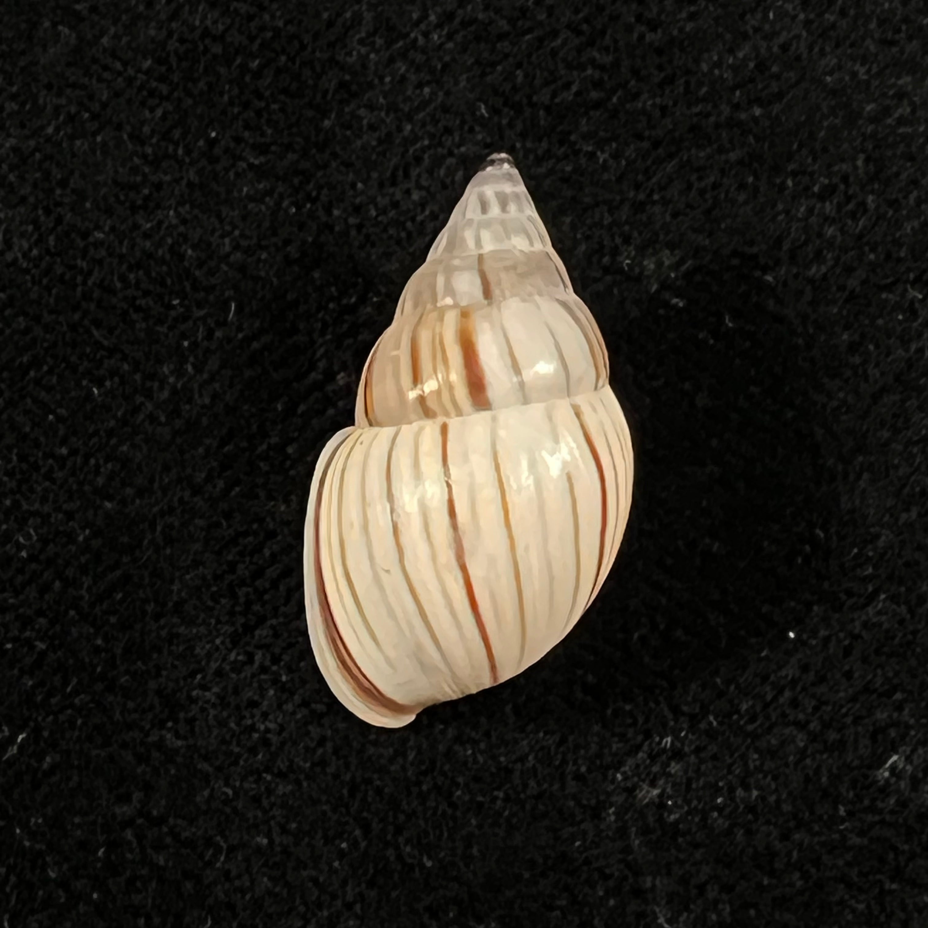 Anctus angiostomus (J. A. Wagner, 1827) - 25,1mm