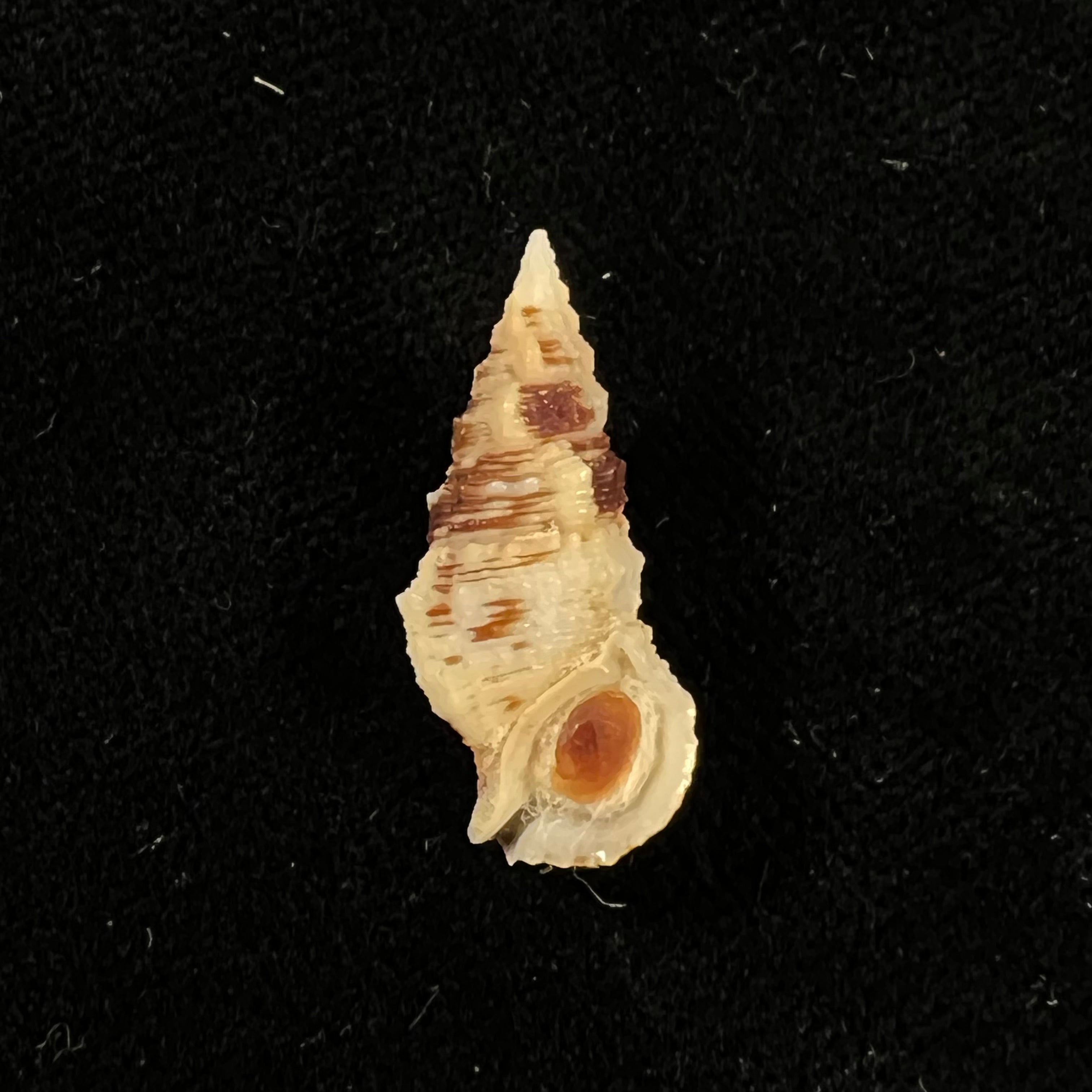 Cerithium atratum (Born, 1778) - 23,5mm