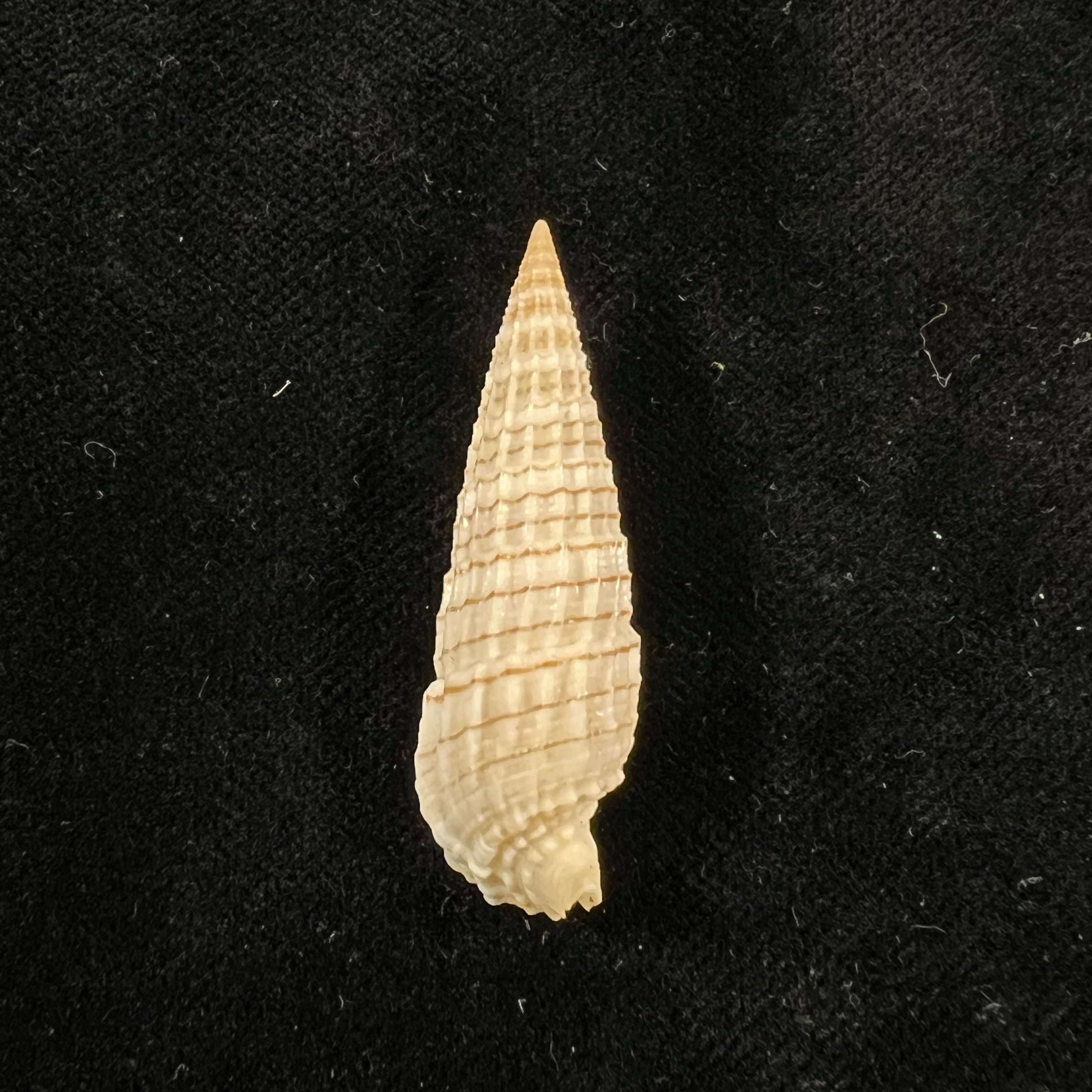 Rhinoclavis aspera (Linnaeus,1758) - 40,2mm