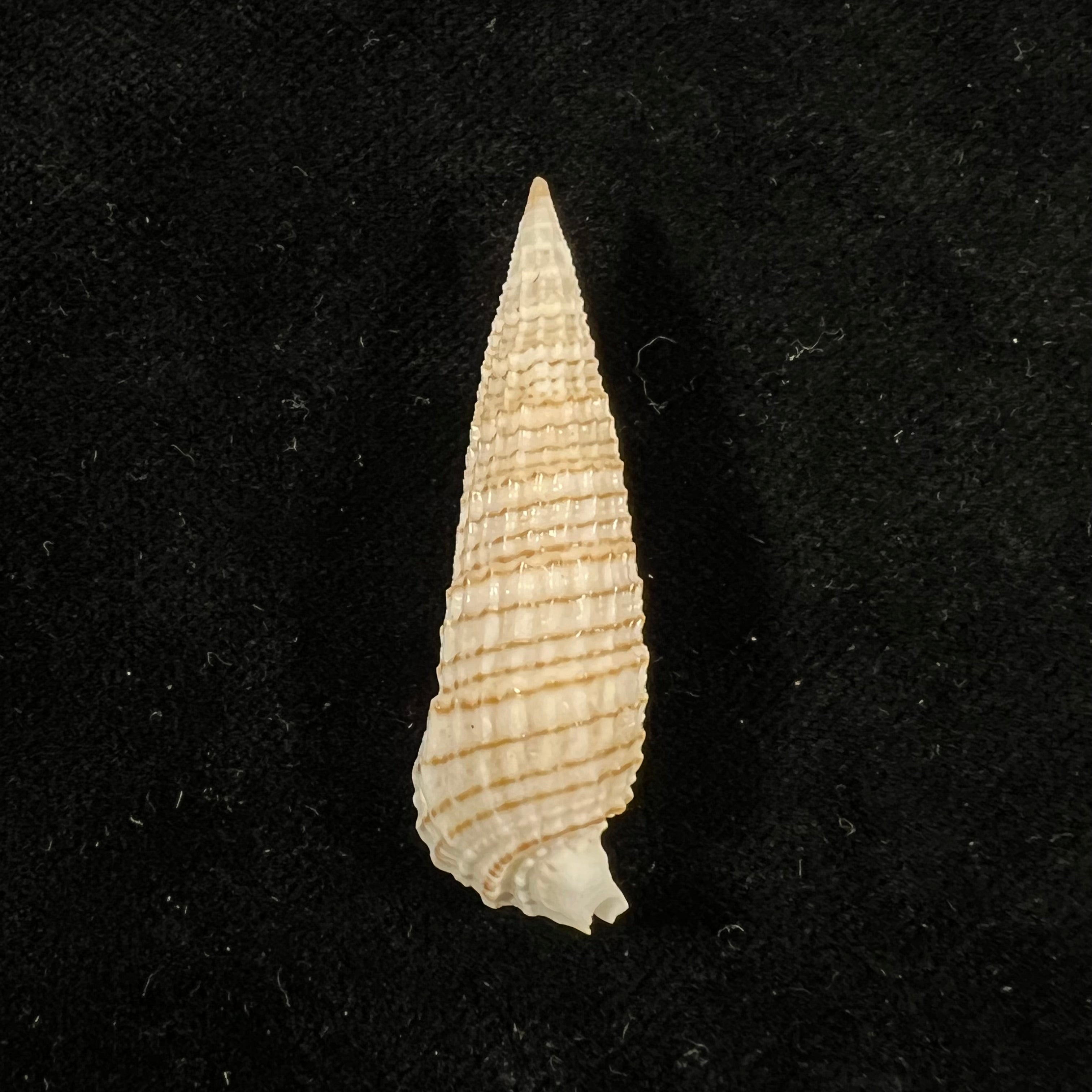 Rhinoclavis aspera (Linnaeus,1758) - 42mm