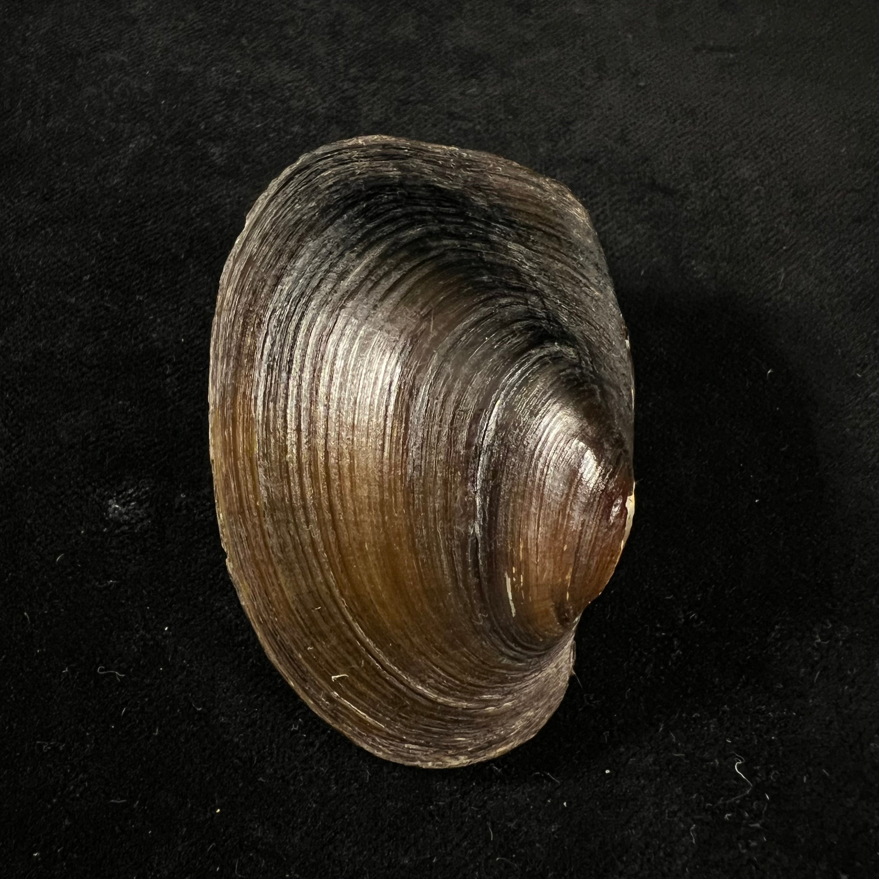 Diplodon suavidicus (I. Lea, 1856) - 61,1mm