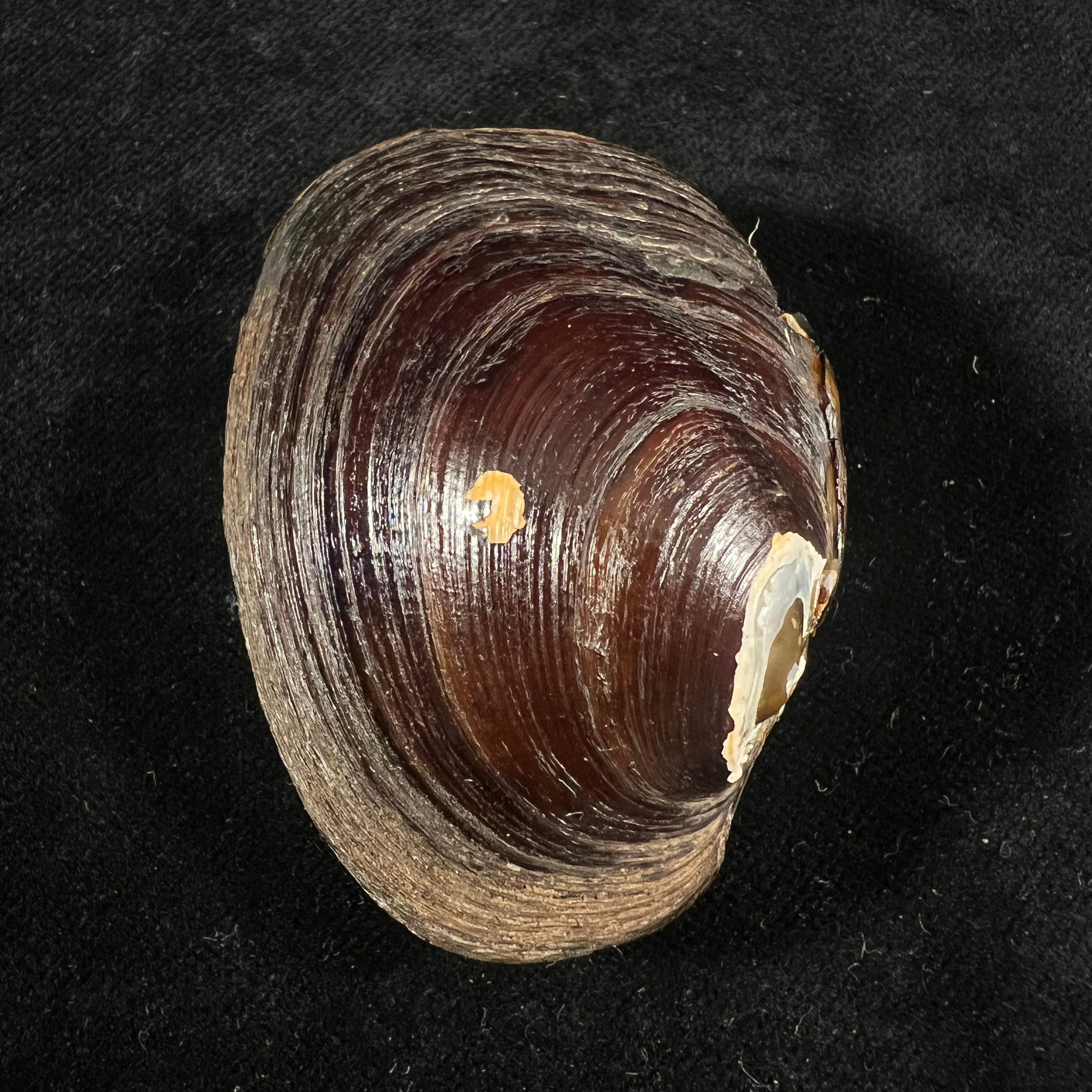 Coelatura kunenensis (Mousson, 1888) - 57,9