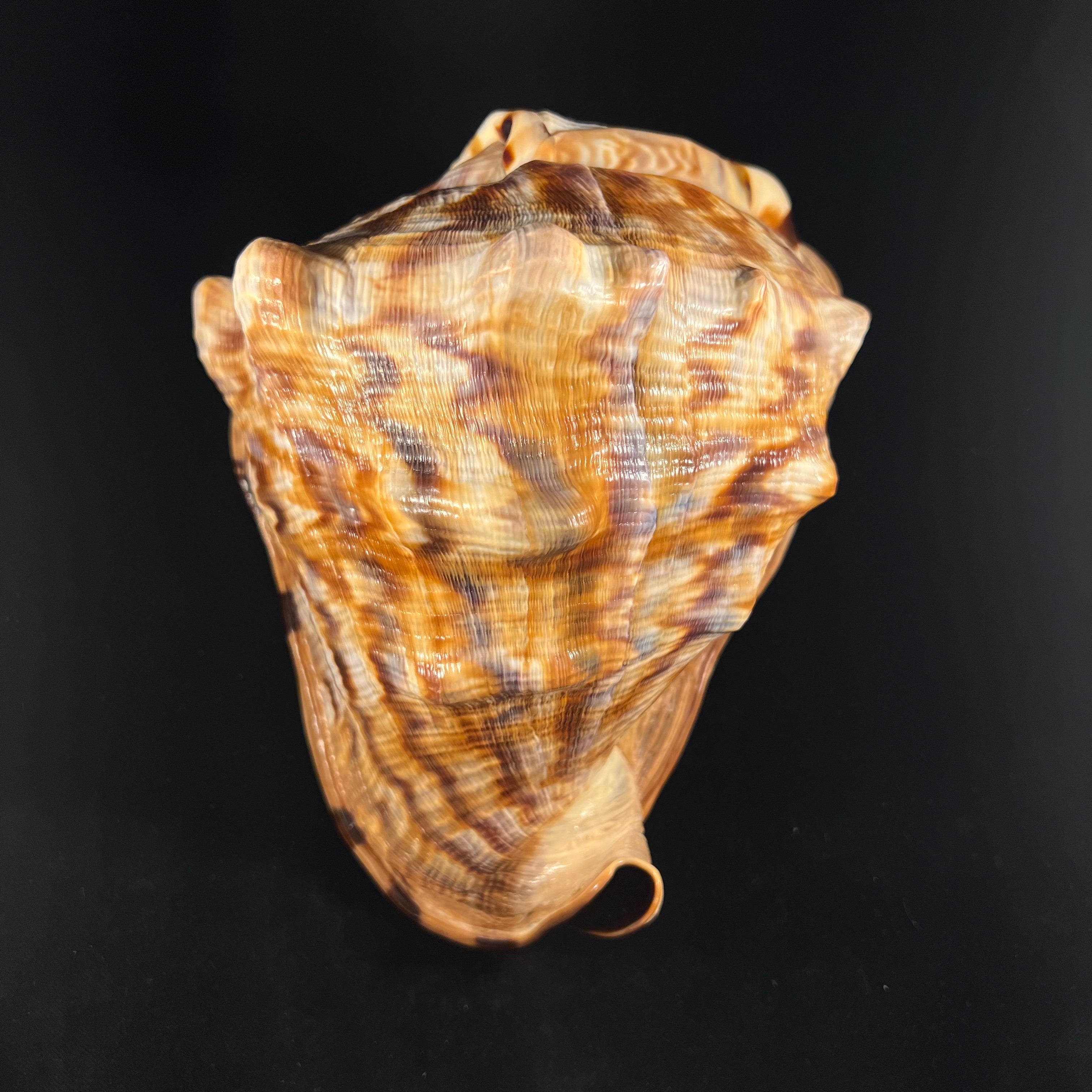 Cassis tuberosa (Linnaeus, 1758) - 193,9mm