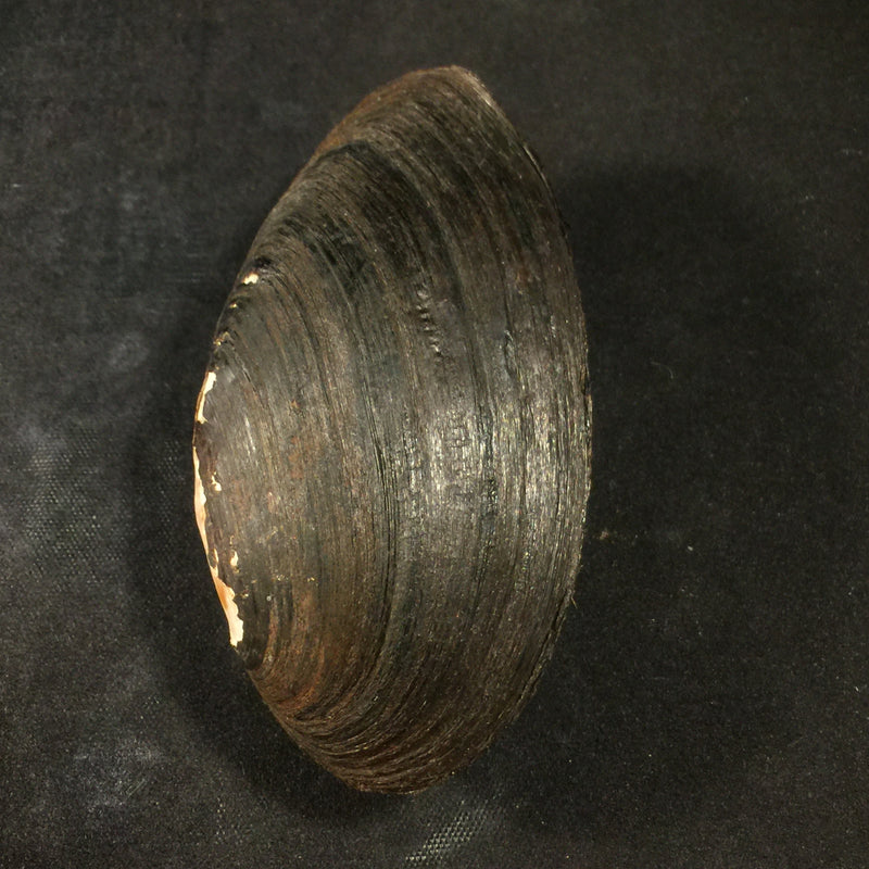 Elliptio dilatata (Rafinesque, 1820) - 76,8mm