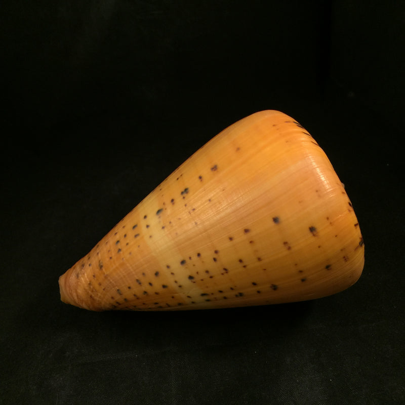 Conus betulinus Linnaeus, 1758 - 135,6mm