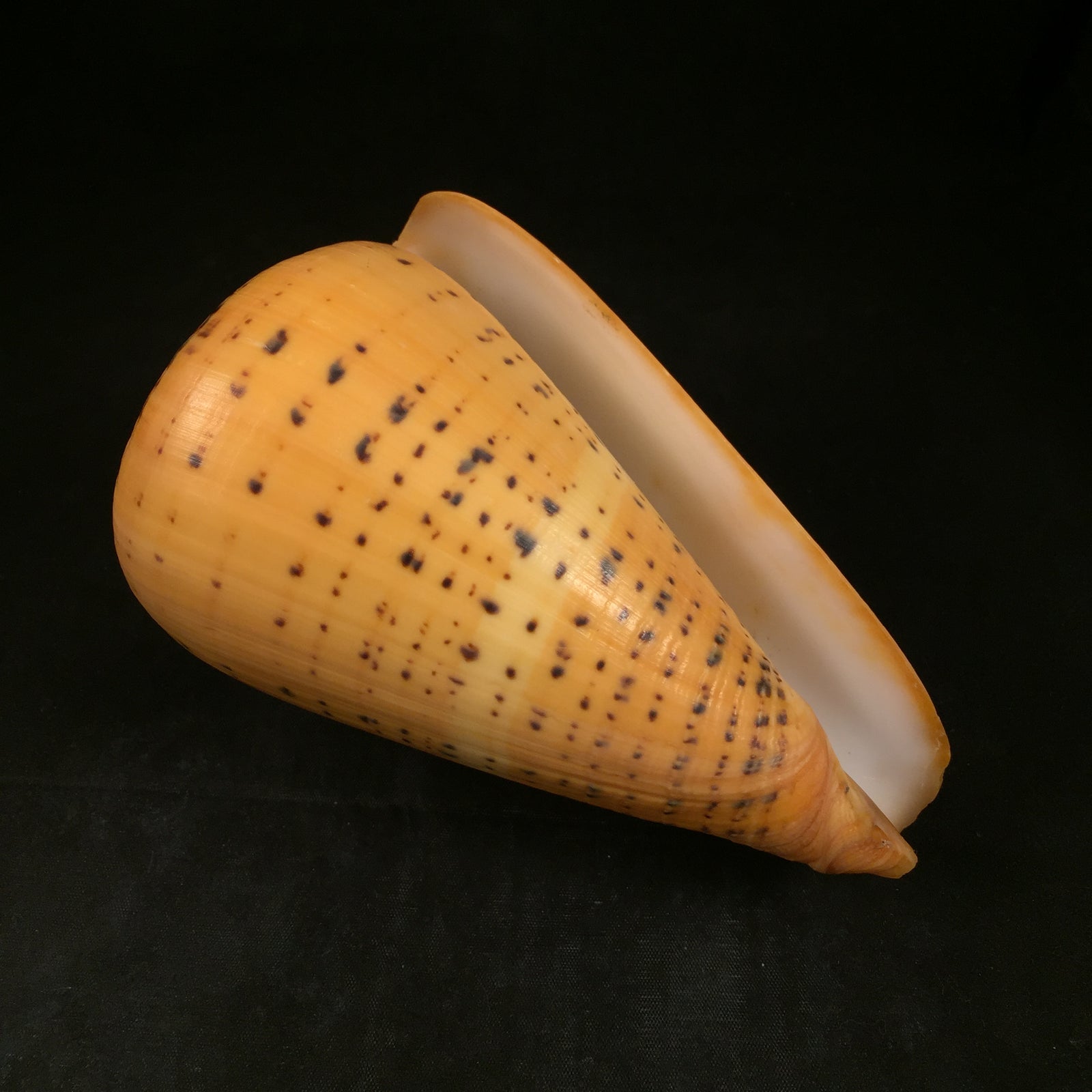 Conus betulinus Linnaeus, 1758 - 135,6mm