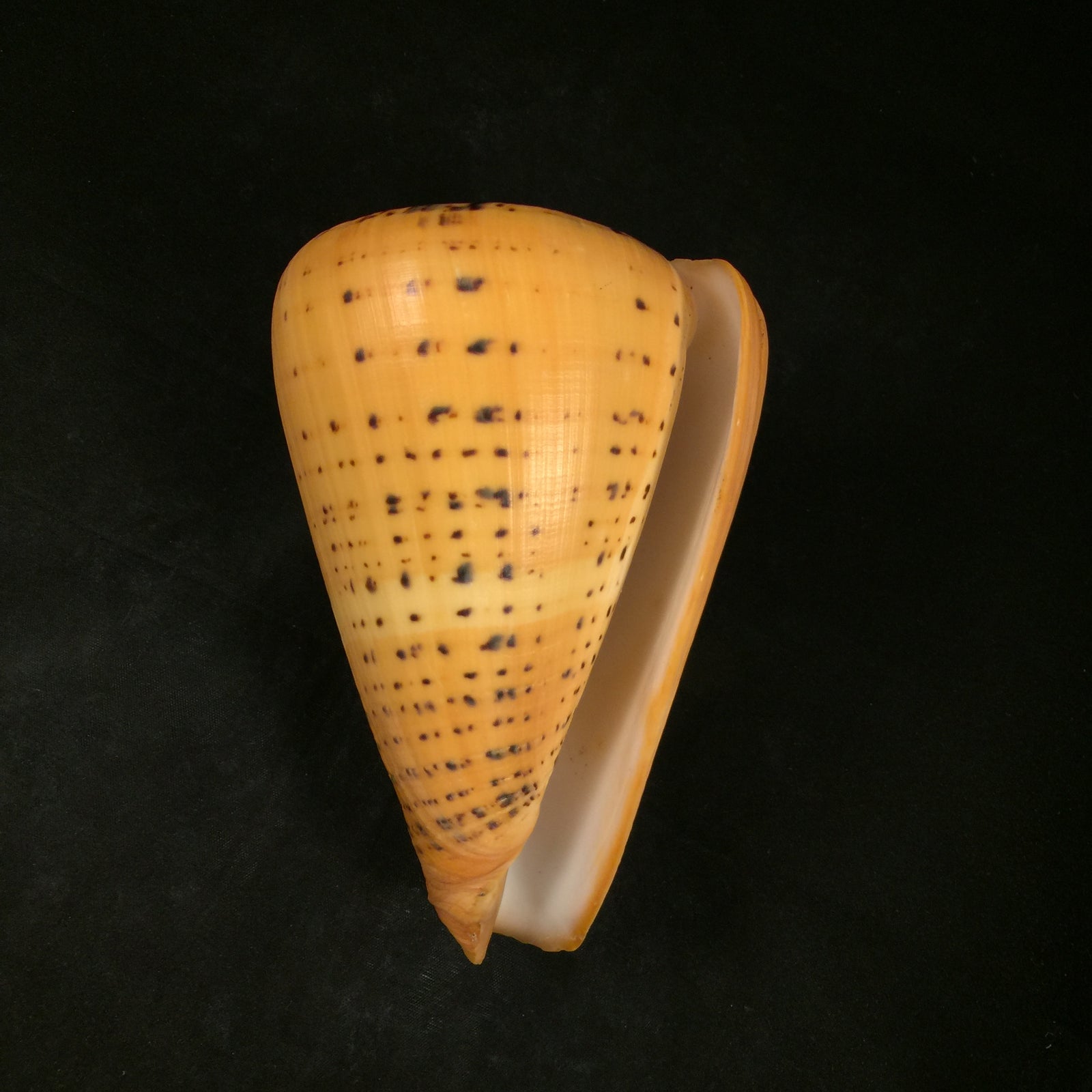 Conus betulinus Linnaeus, 1758 - 135,6mm