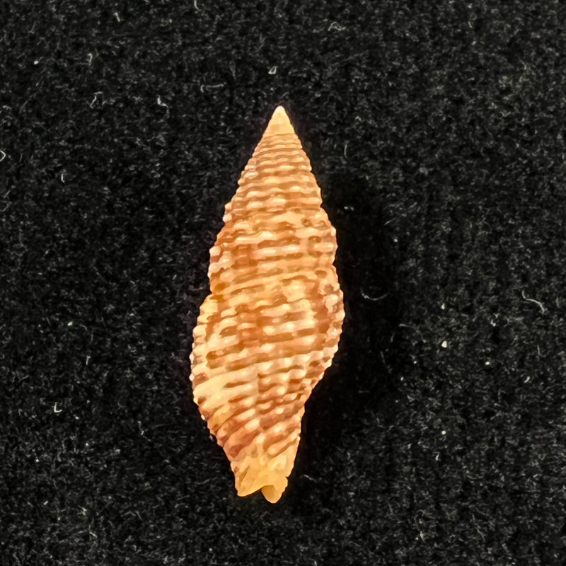 Prodotia crocata (Reeve, 1846) - 21,8mm