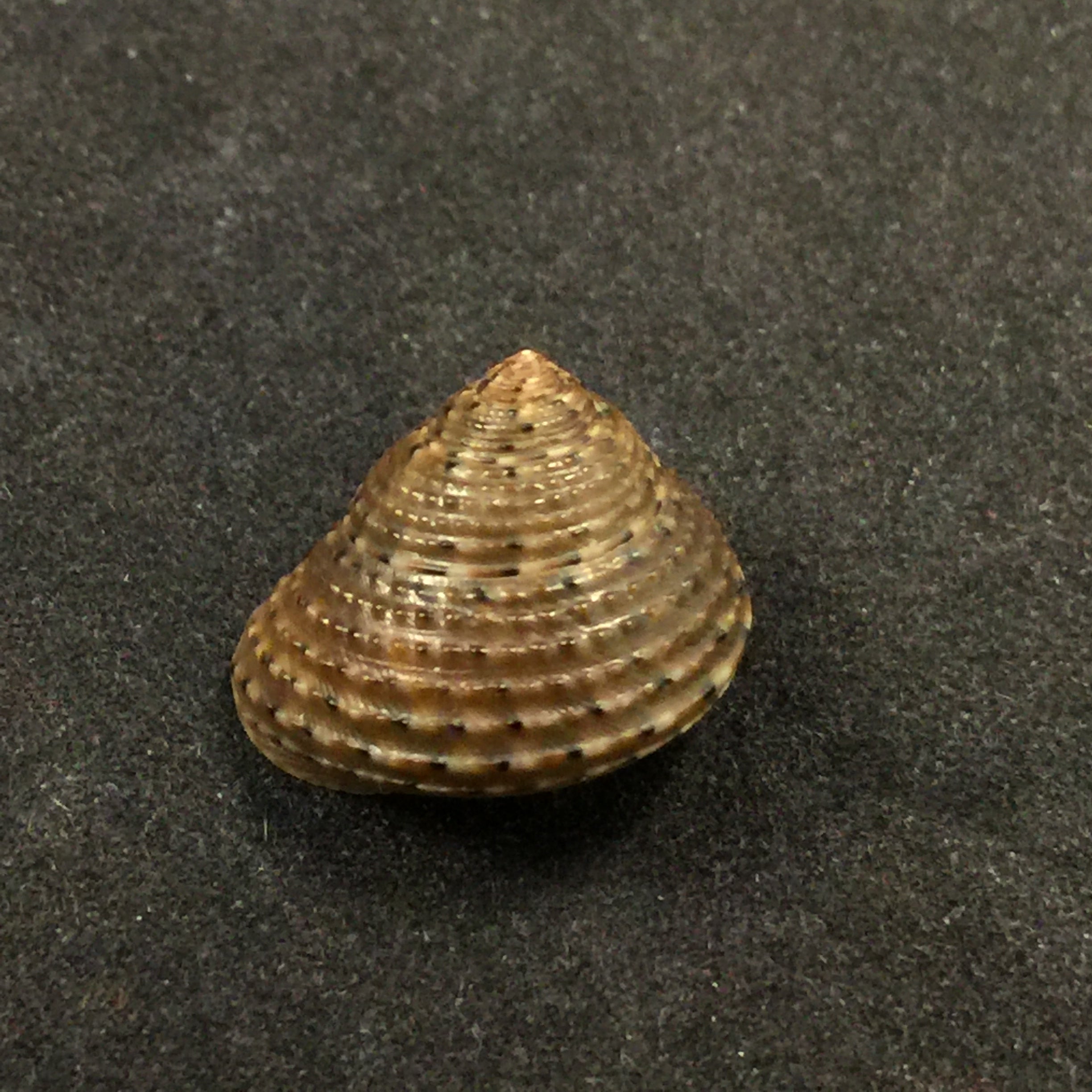 Clanculus villanus (Philippi, 1846) - 15,5mm