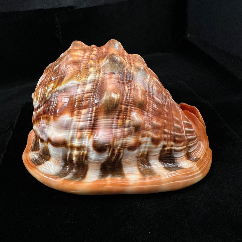 Cypraecassis rufa (Linnaeus, 1758) - 162,3mm