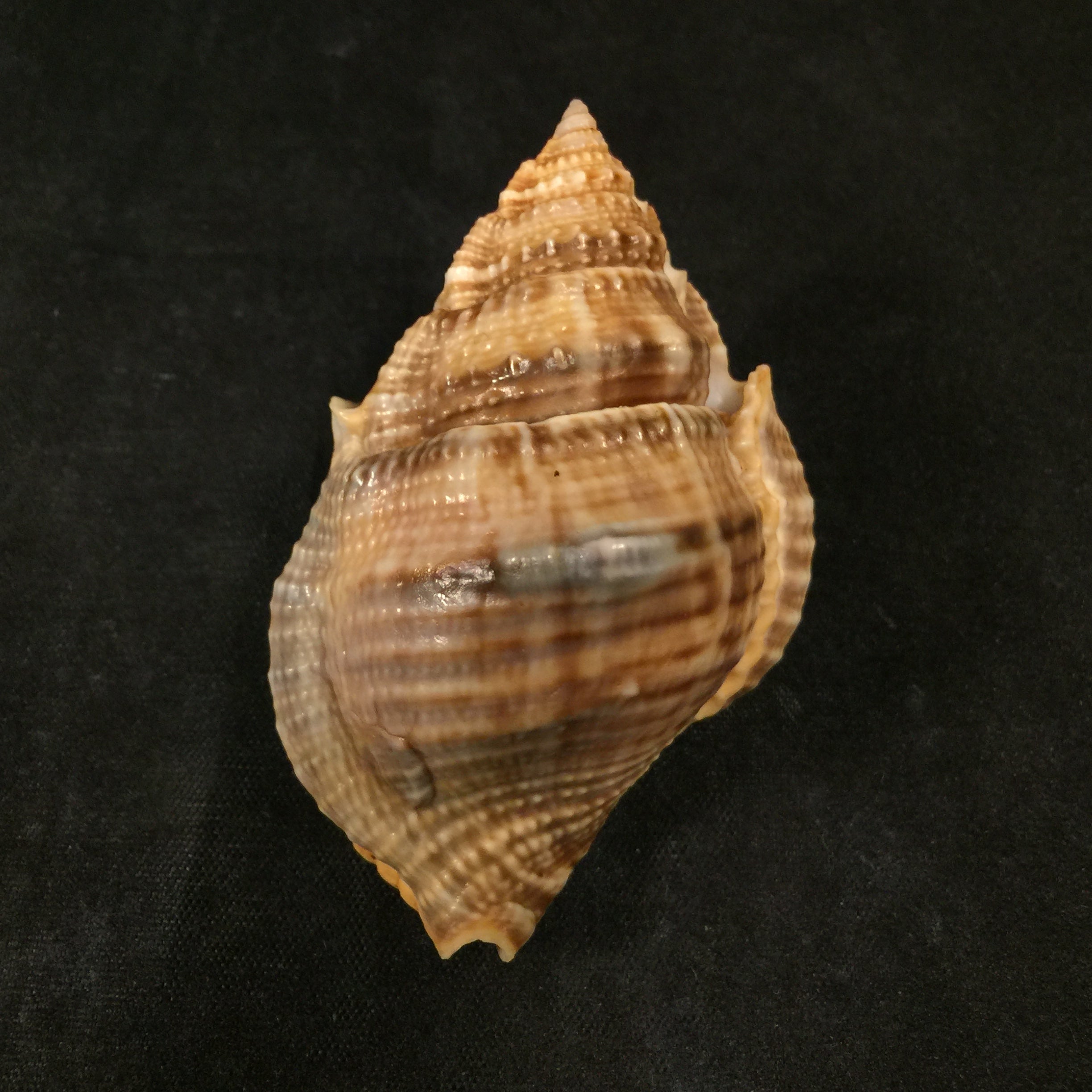 Marsupina bufo (Bruguière, 1792) - 60,6mm