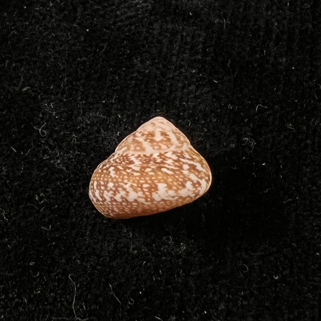 Tegula fasciata (Born, 1778) - 12,5mm