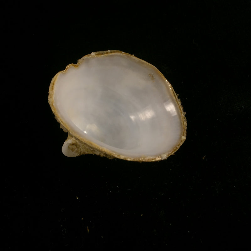 Capulus ungaricus (Linnaeus, 1758) - 45mm