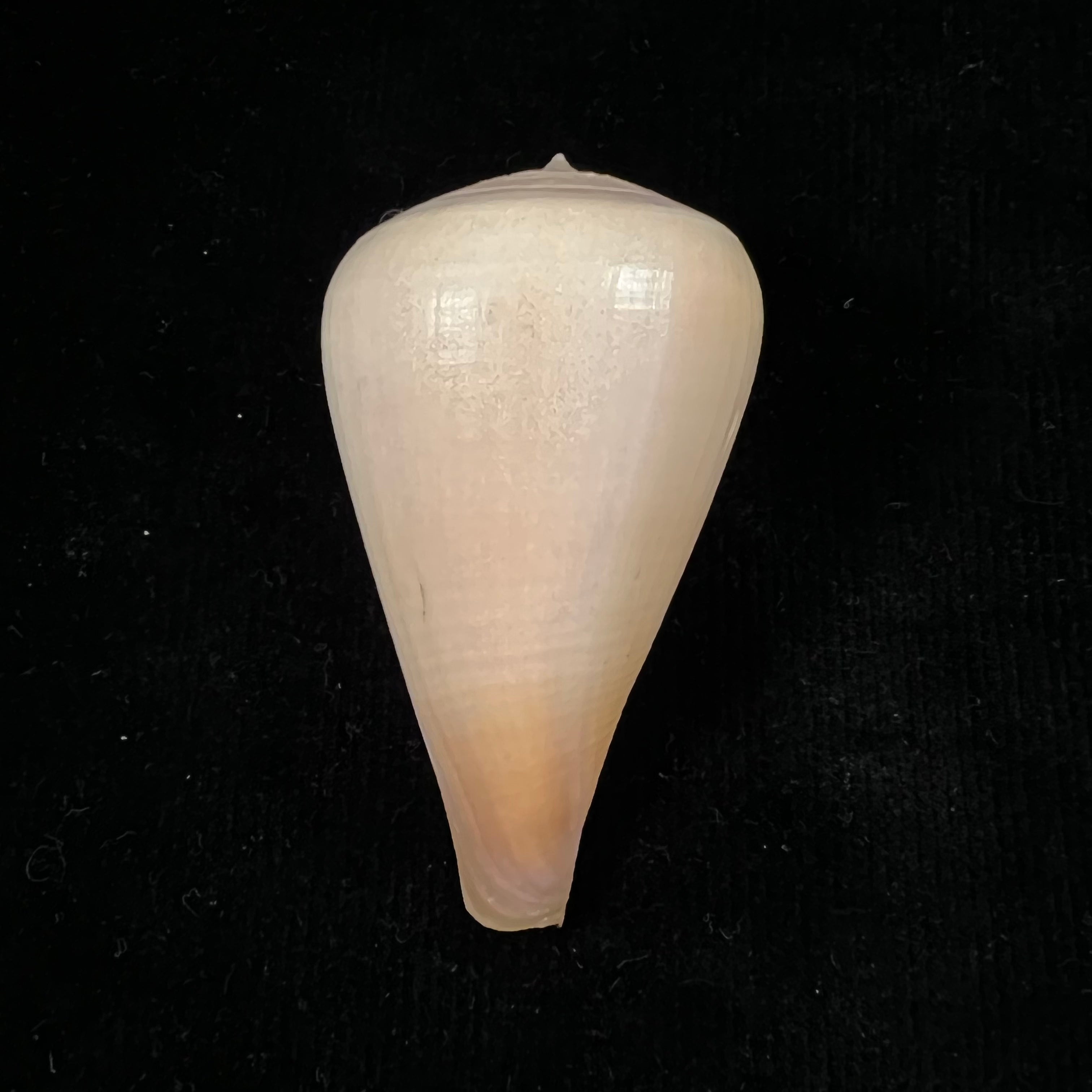 Conus patricius Hinds, 1843 - 66,6mm